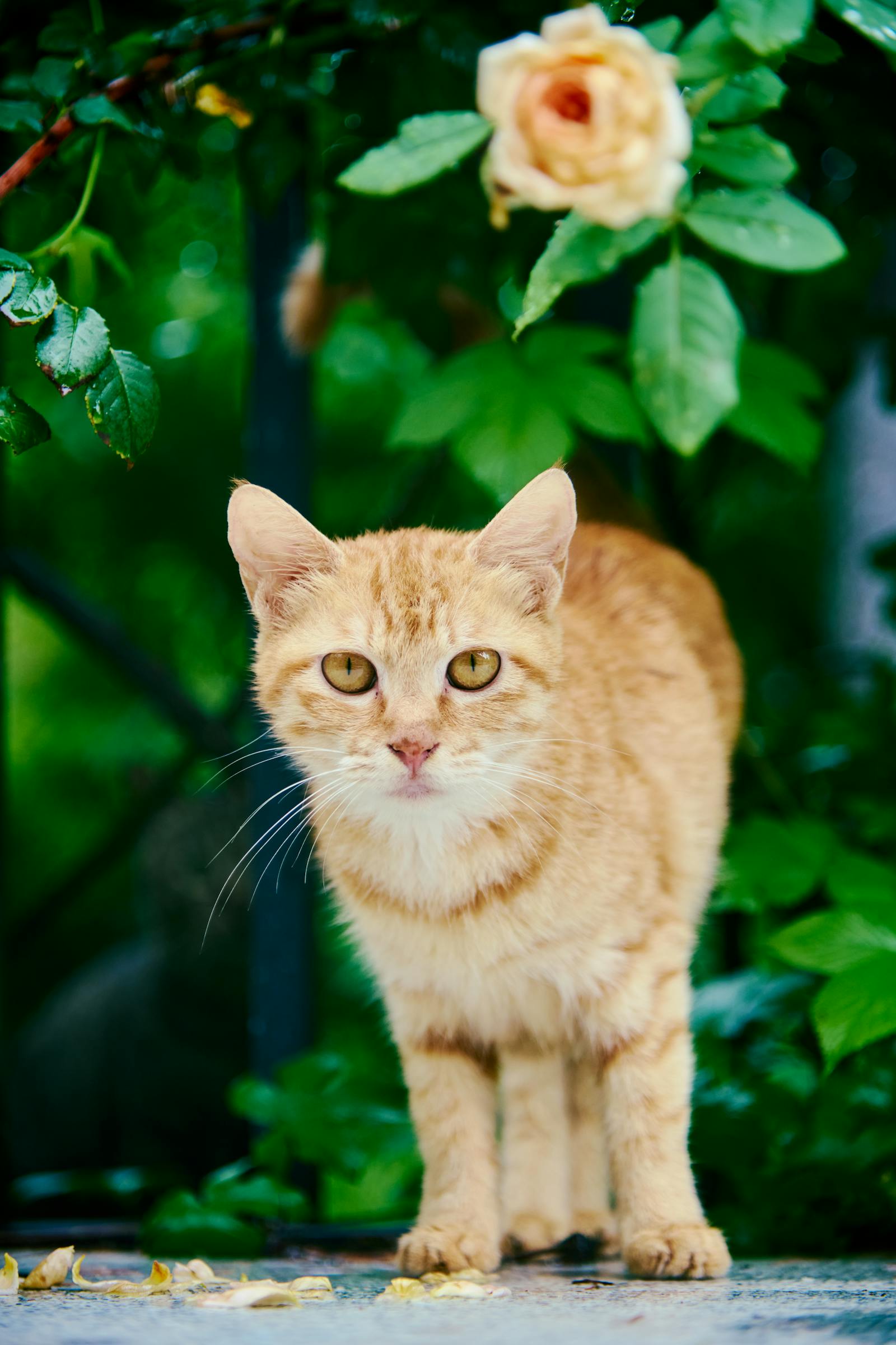 Cat With Rose Flower Photos, Download The BEST Free Cat With Rose ...