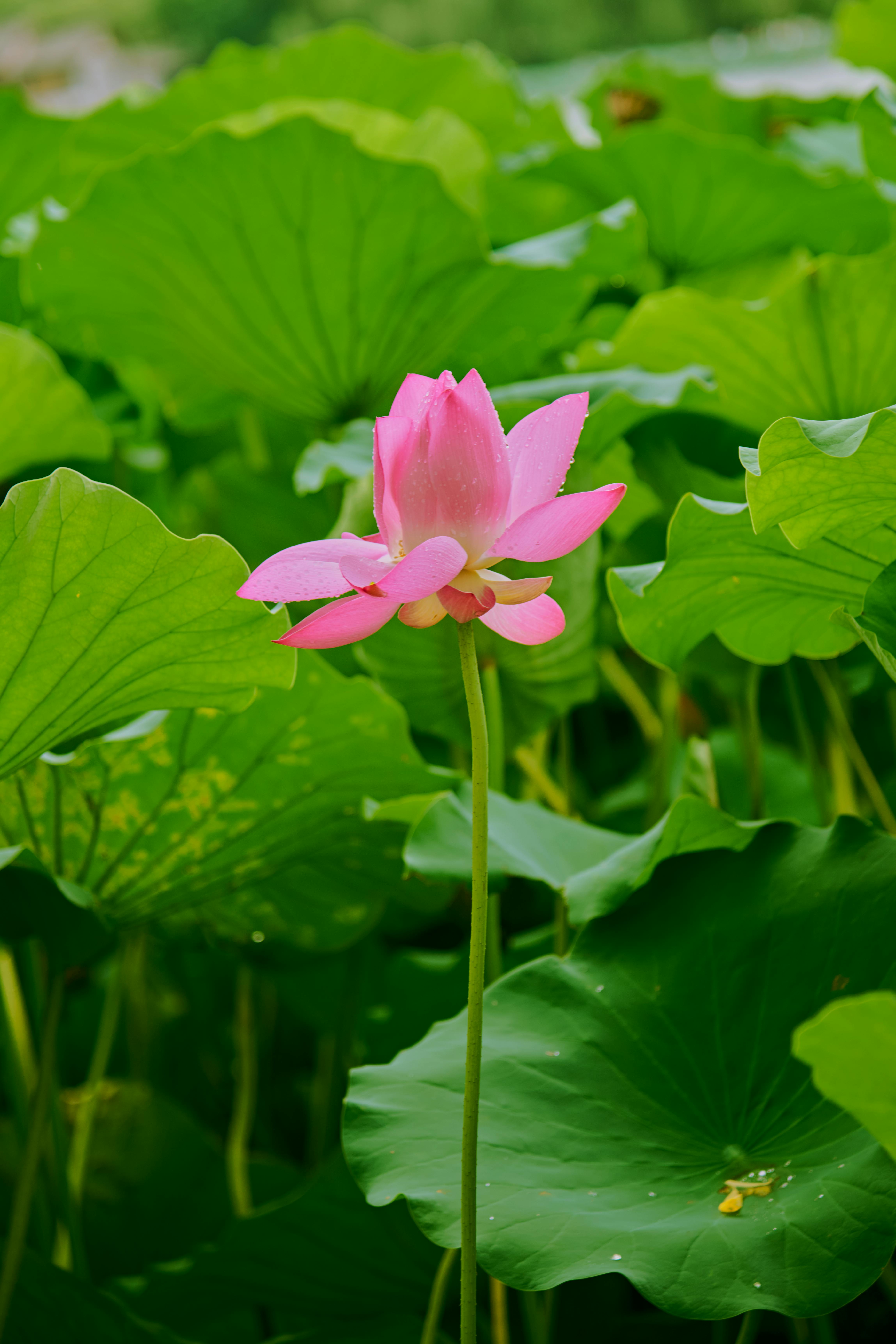 A pink lotus flower blooms in the middle of green leaves · Free Stock Photo