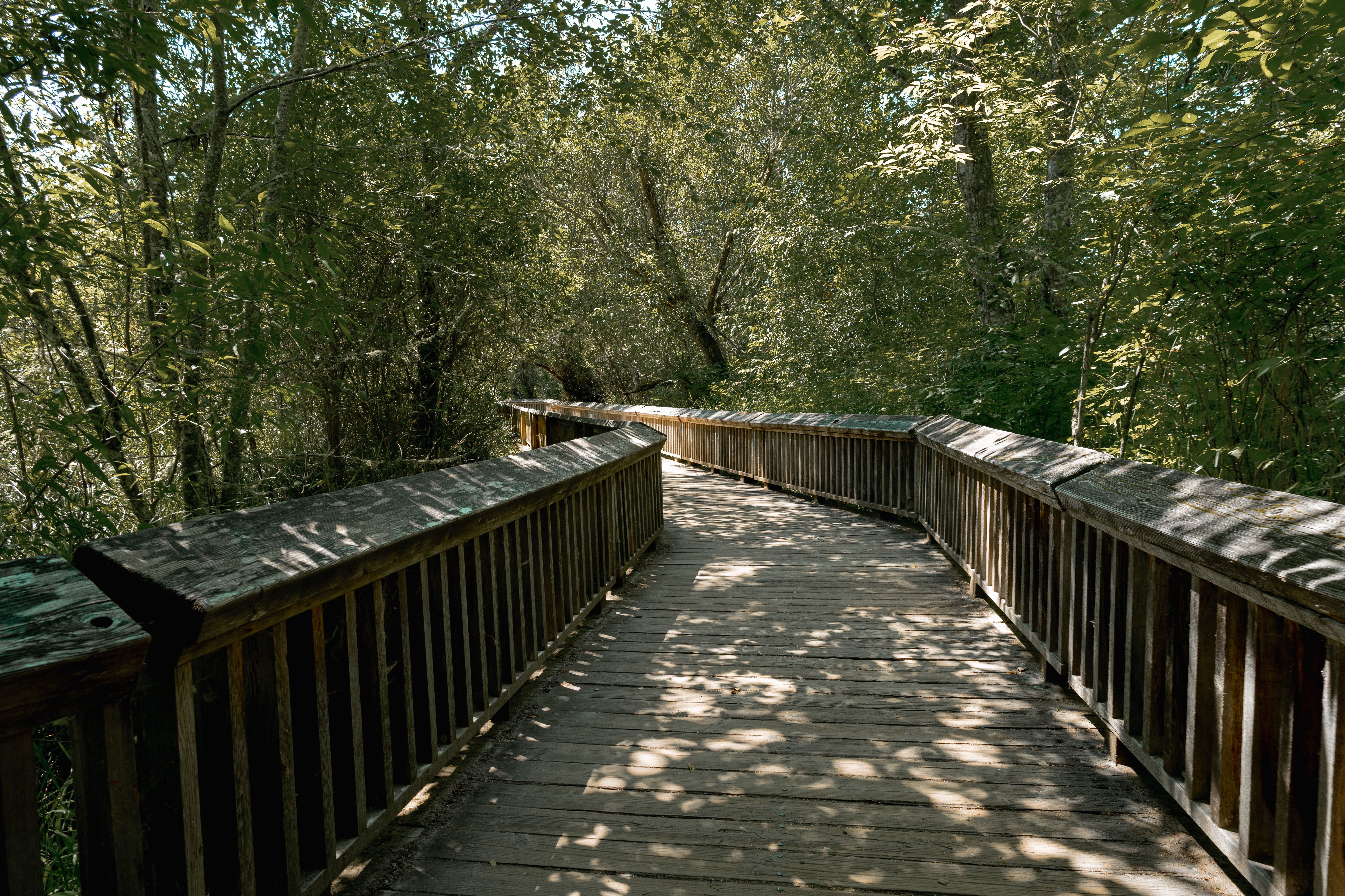 A wooden walkway in the woods with trees · Free Stock Photo