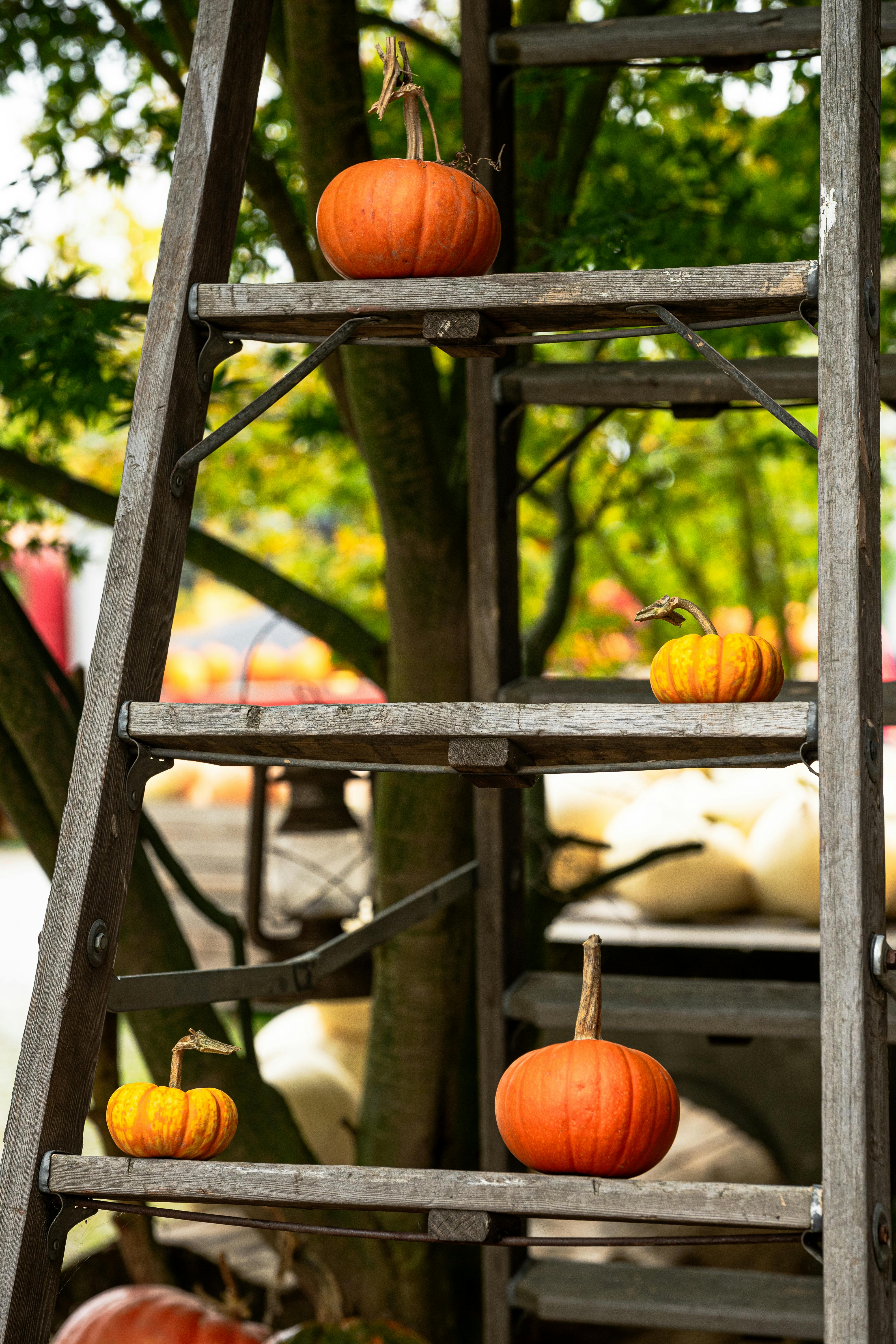Pumpkins On A Ladder Photos, Download The BEST Free Pumpkins On A Ladder Stock Photos & HD Images