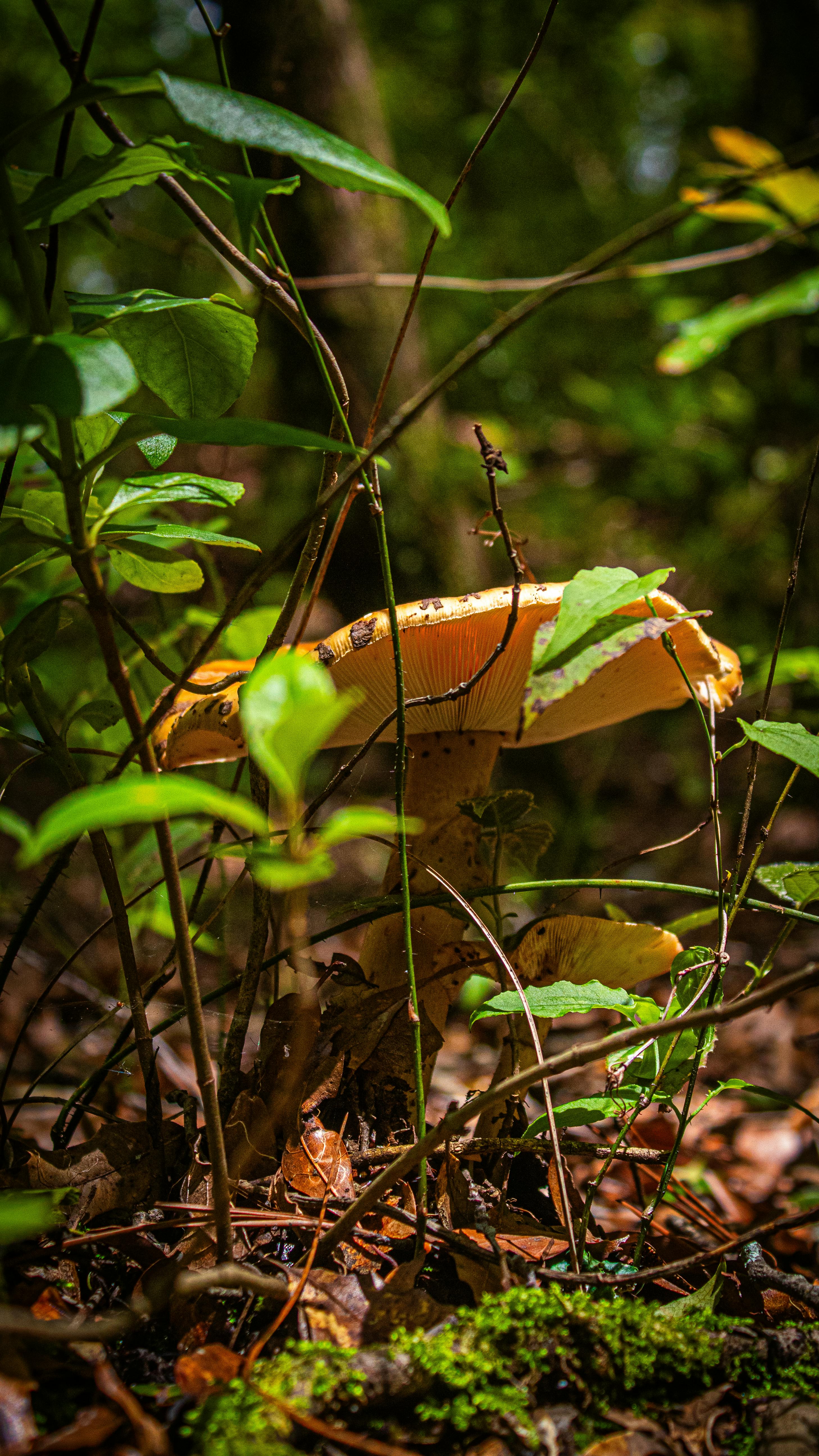 Cortinarius Infratus Photos, Download The BEST Free Cortinarius ...