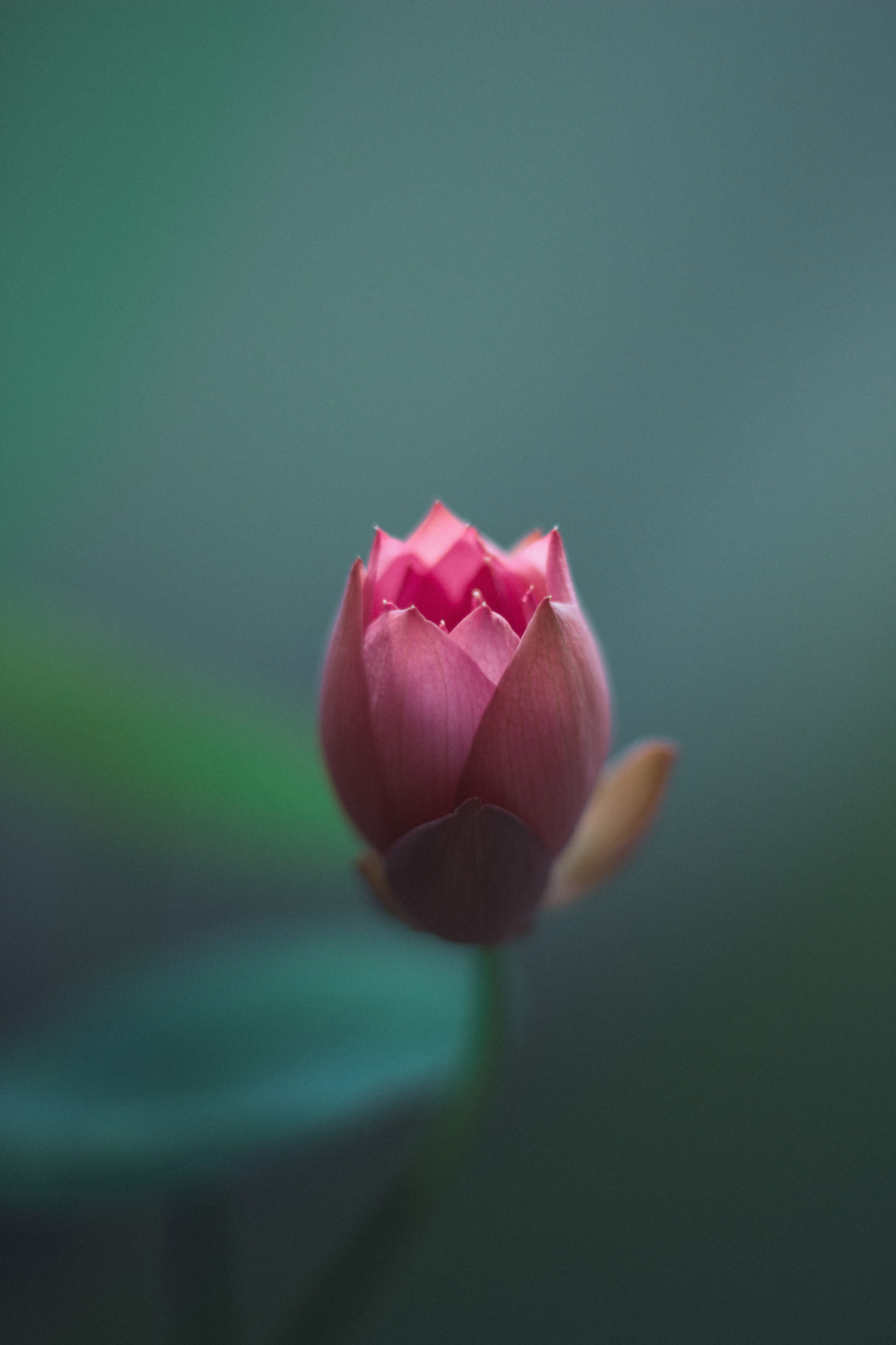 A single pink lotus flower is shown in this image · Free Stock Photo