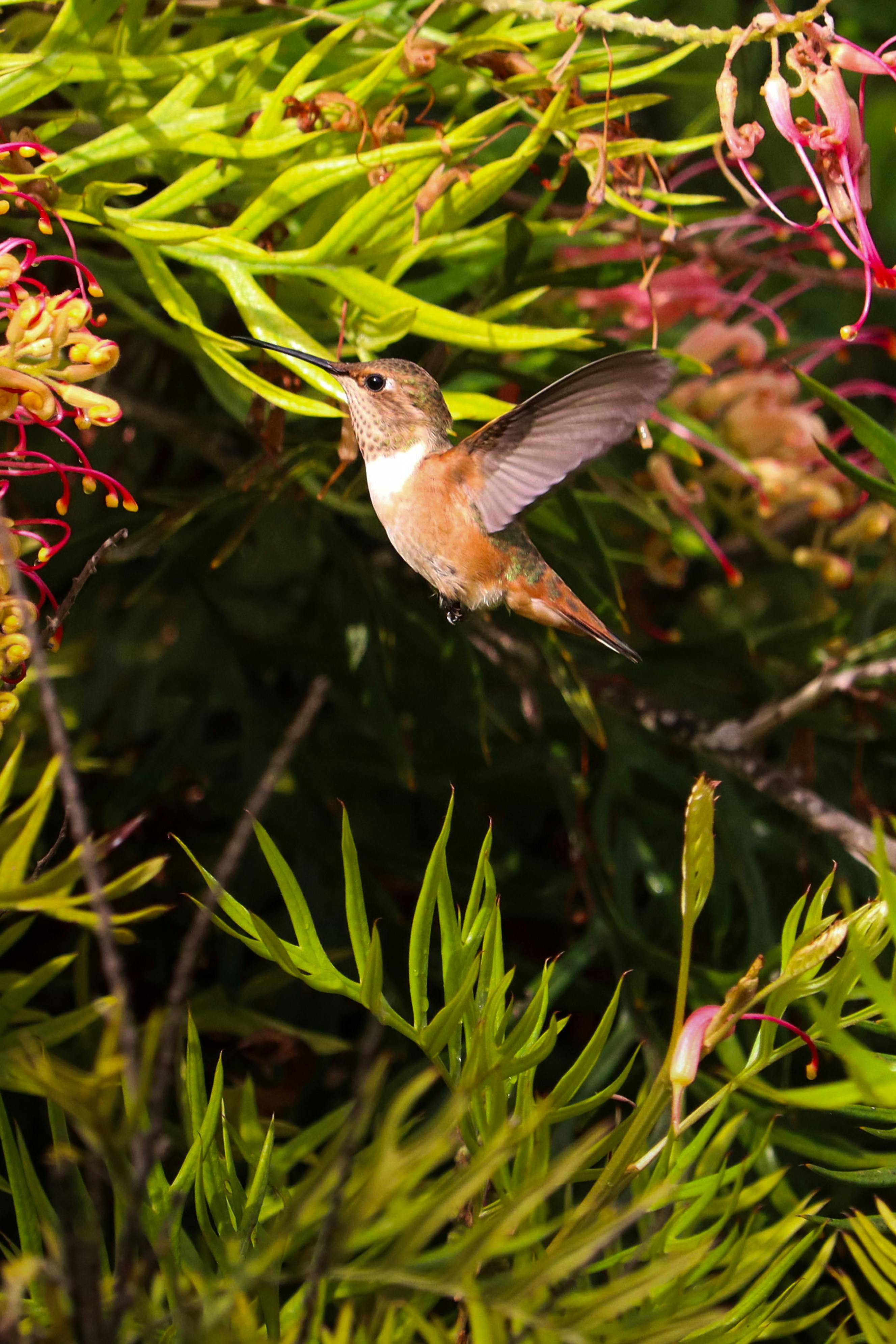 Close-Up Photo of Hummingbird · Free Stock Photo