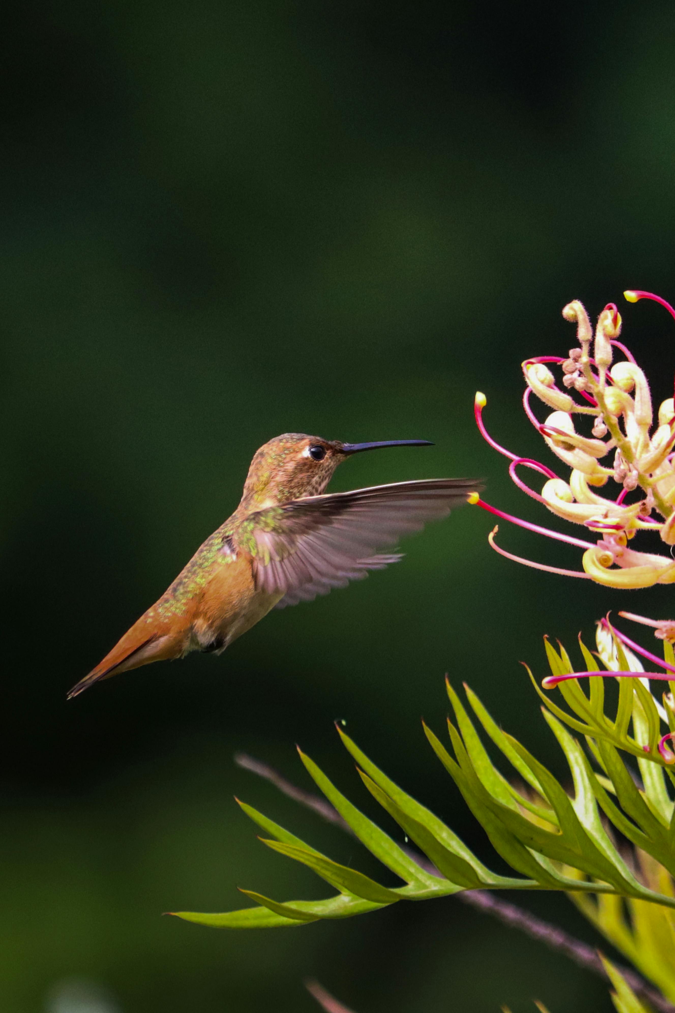 A hummingbird is hovering over a flower · Free Stock Photo