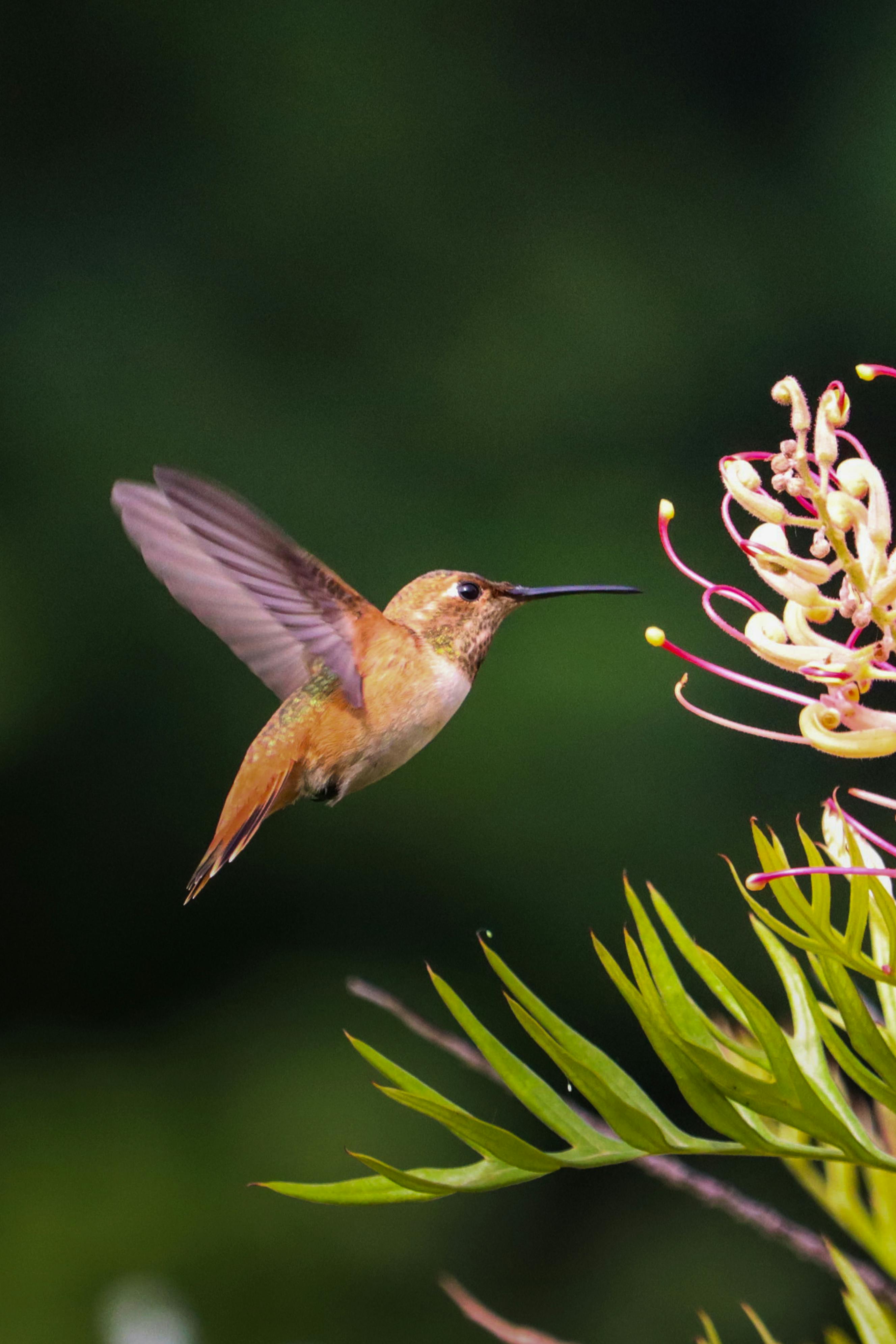 Close-Up Photo of Hummingbird · Free Stock Photo