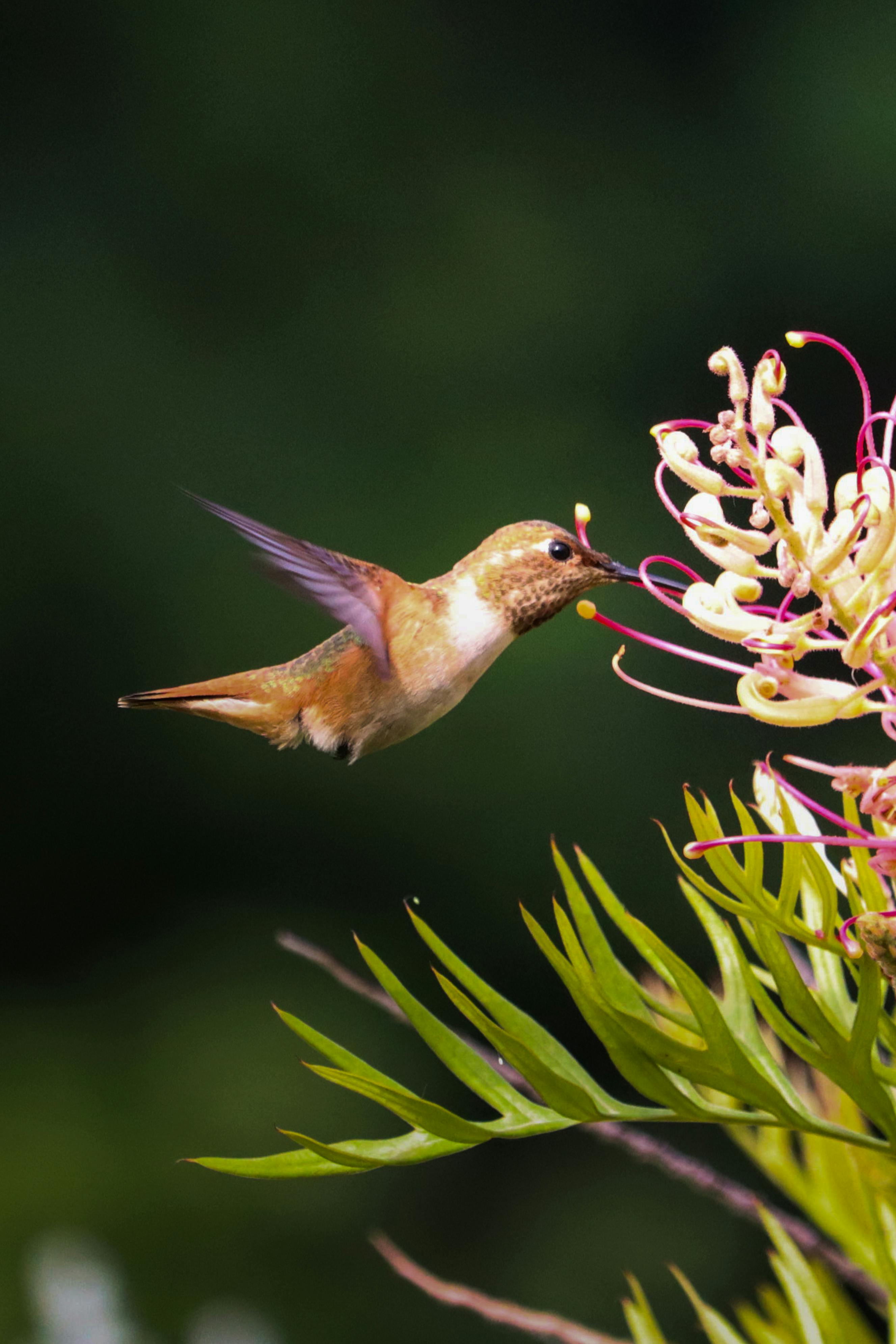Hummingbird during Pollination · Free Stock Photo