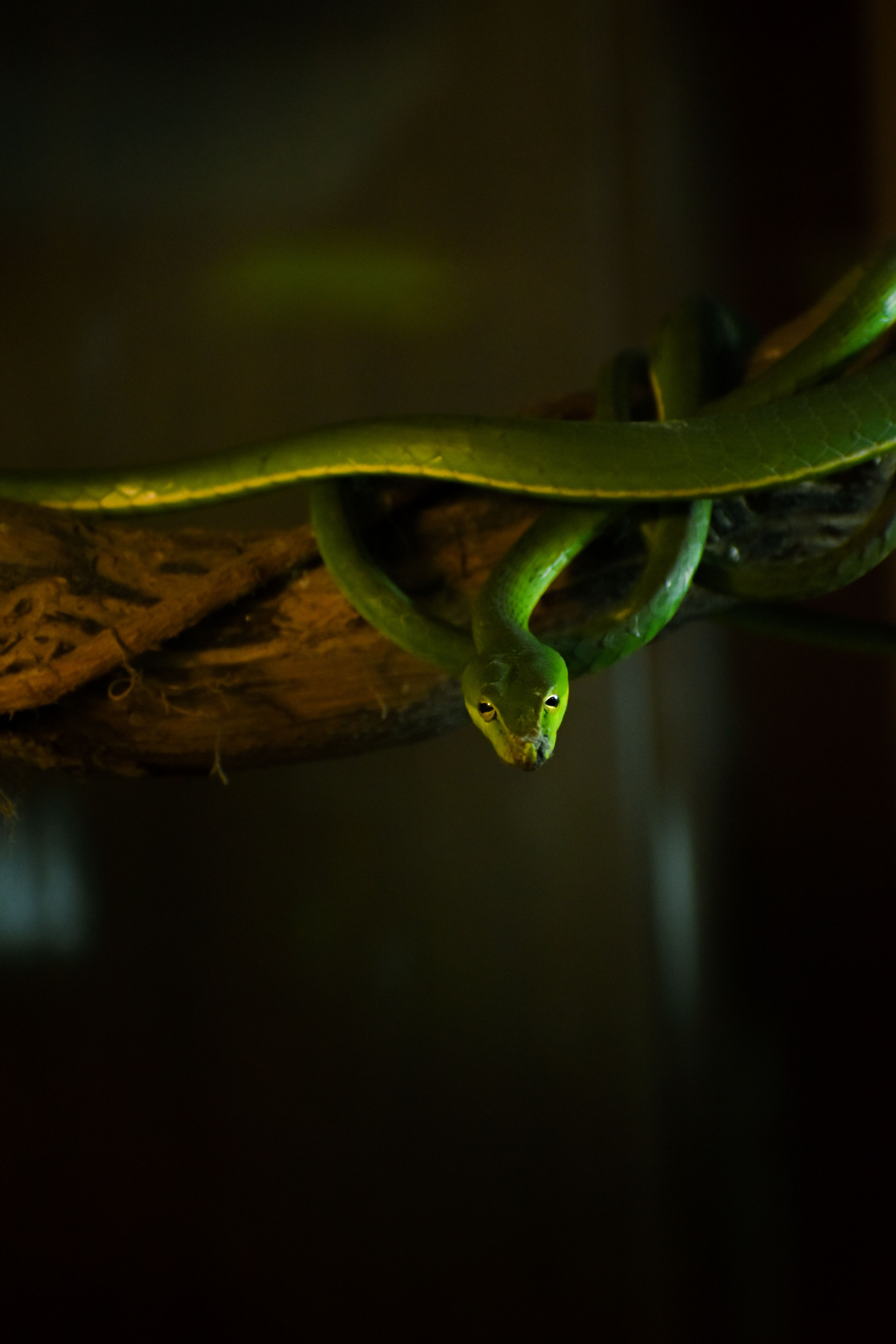 Matematica Snek Photos, Download The BEST Free Matematica Snek Stock ...
