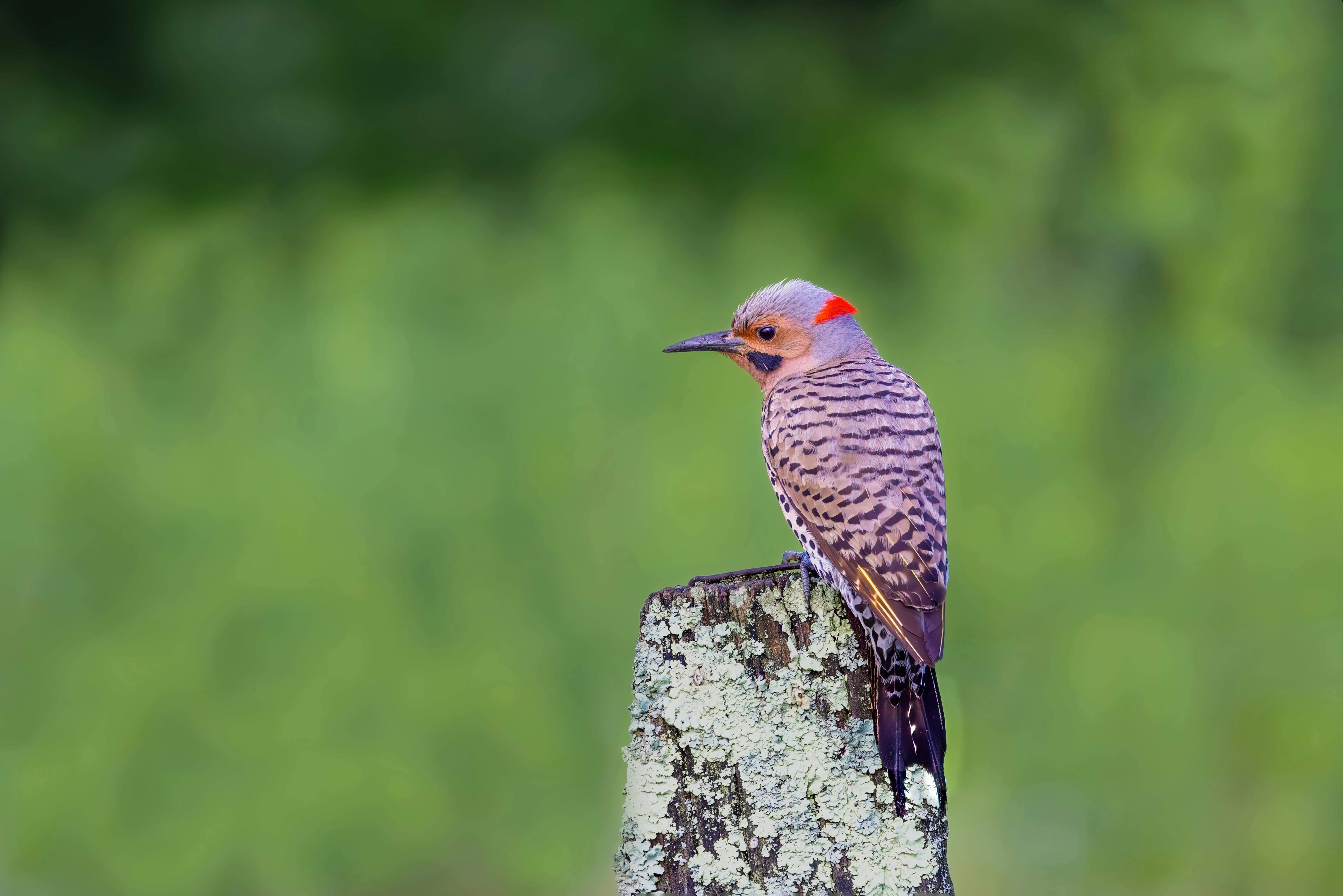 Missouri Bird Identification Guide: Common Species and Facts