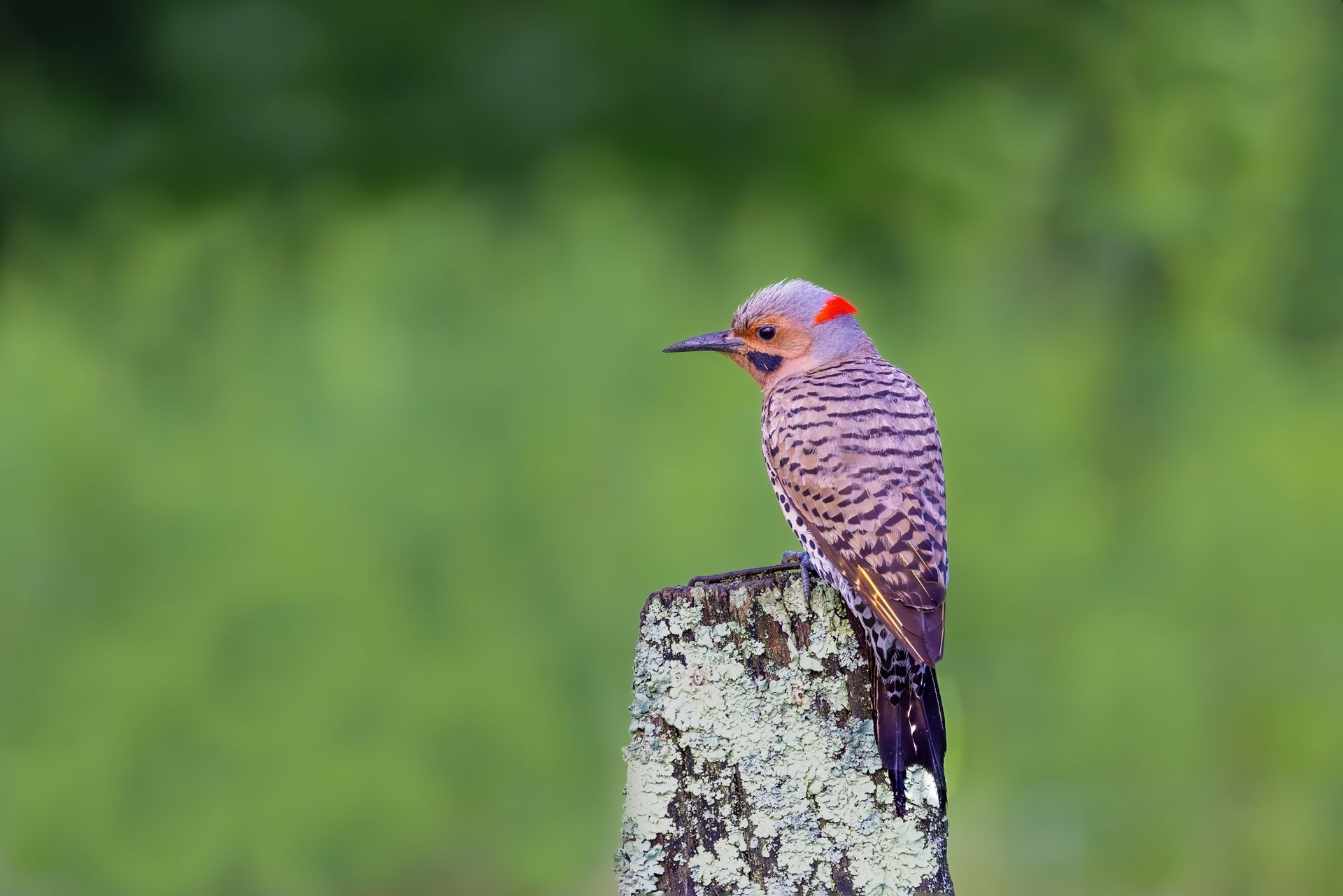Missouri Bird Identification Guide: Common Species and Facts