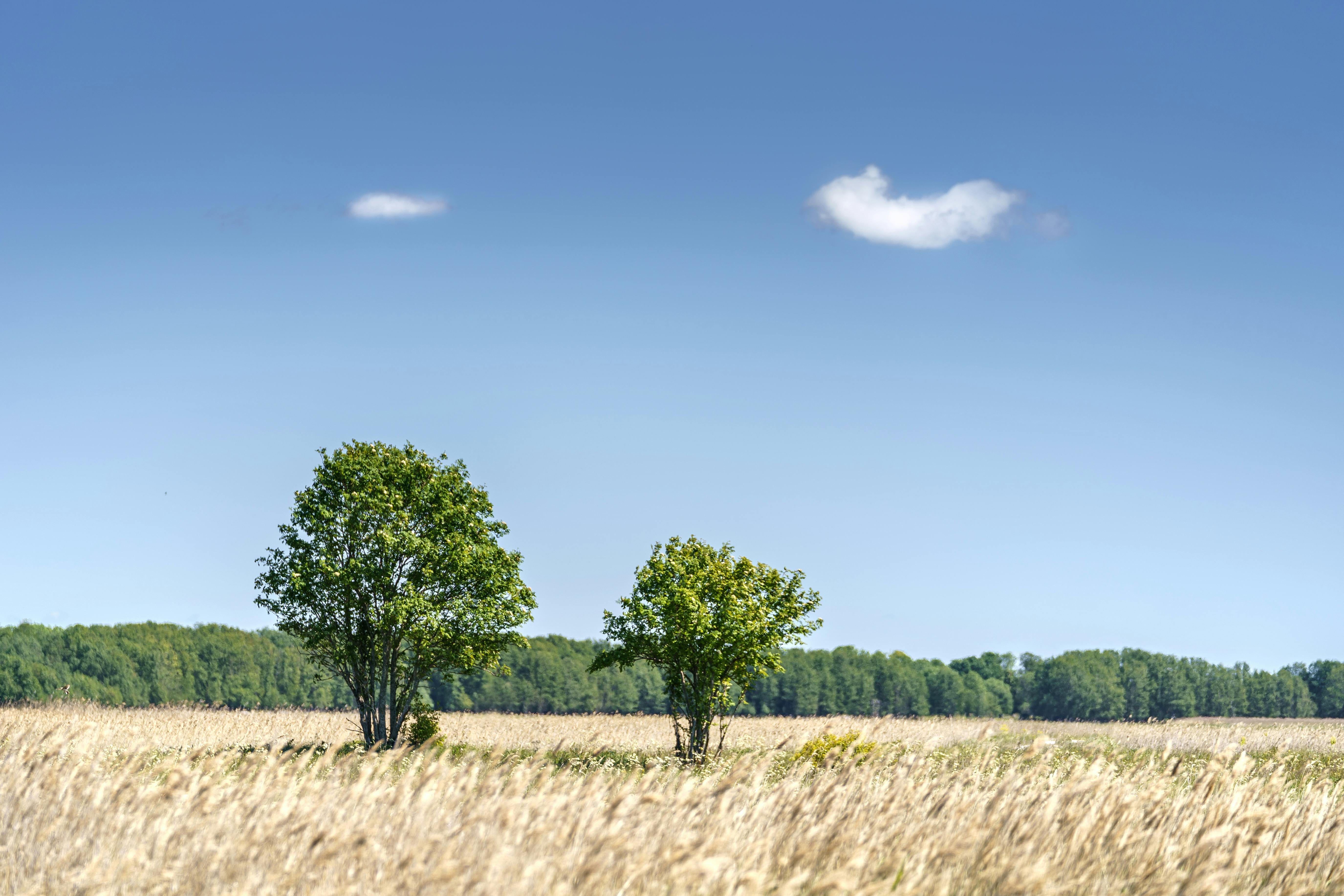 Green Leaf Trees on Grass Field · Free Stock Photo
