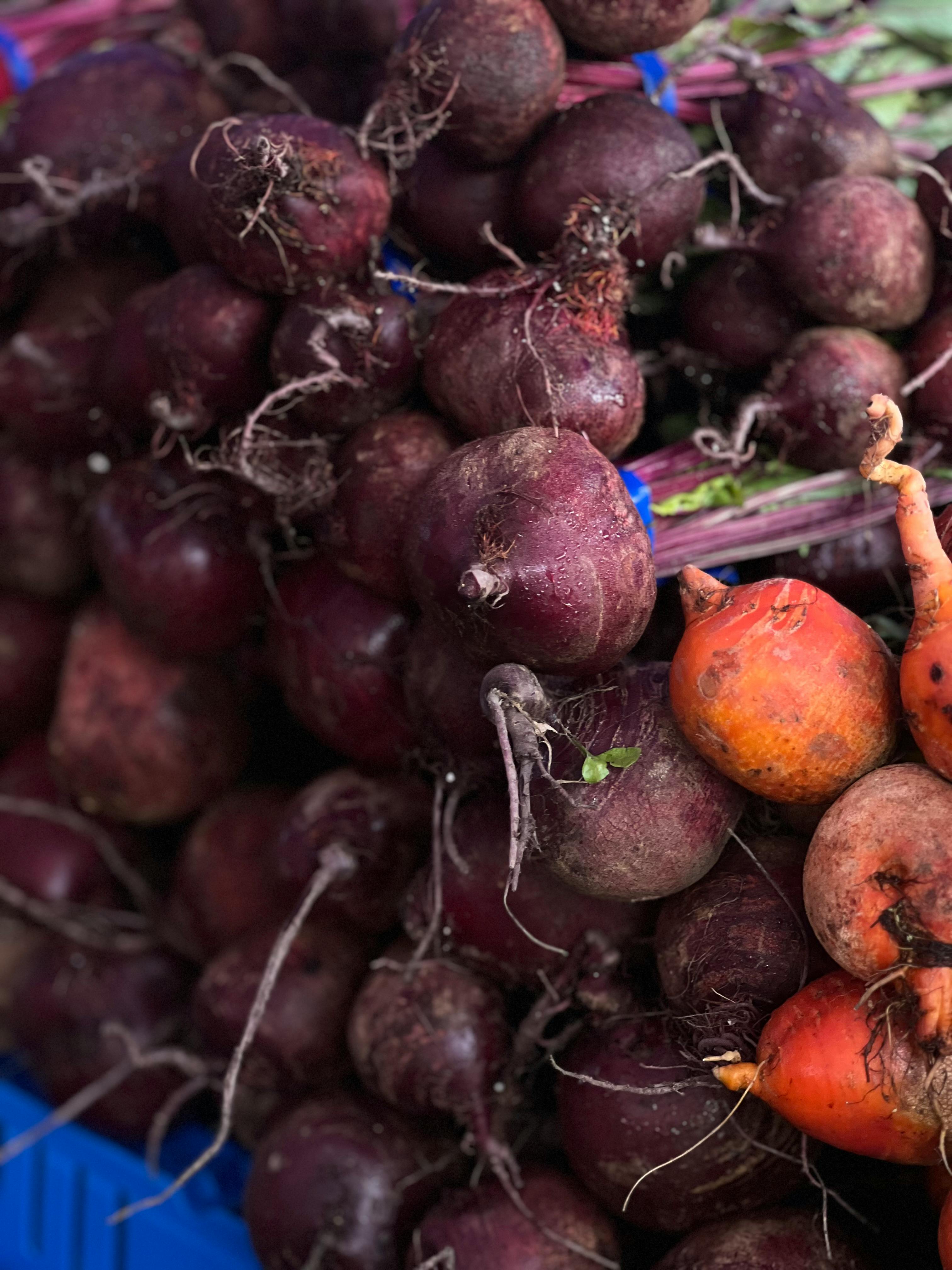 Red Root Plant Photos, Download The BEST Free Red Root Plant Stock ...