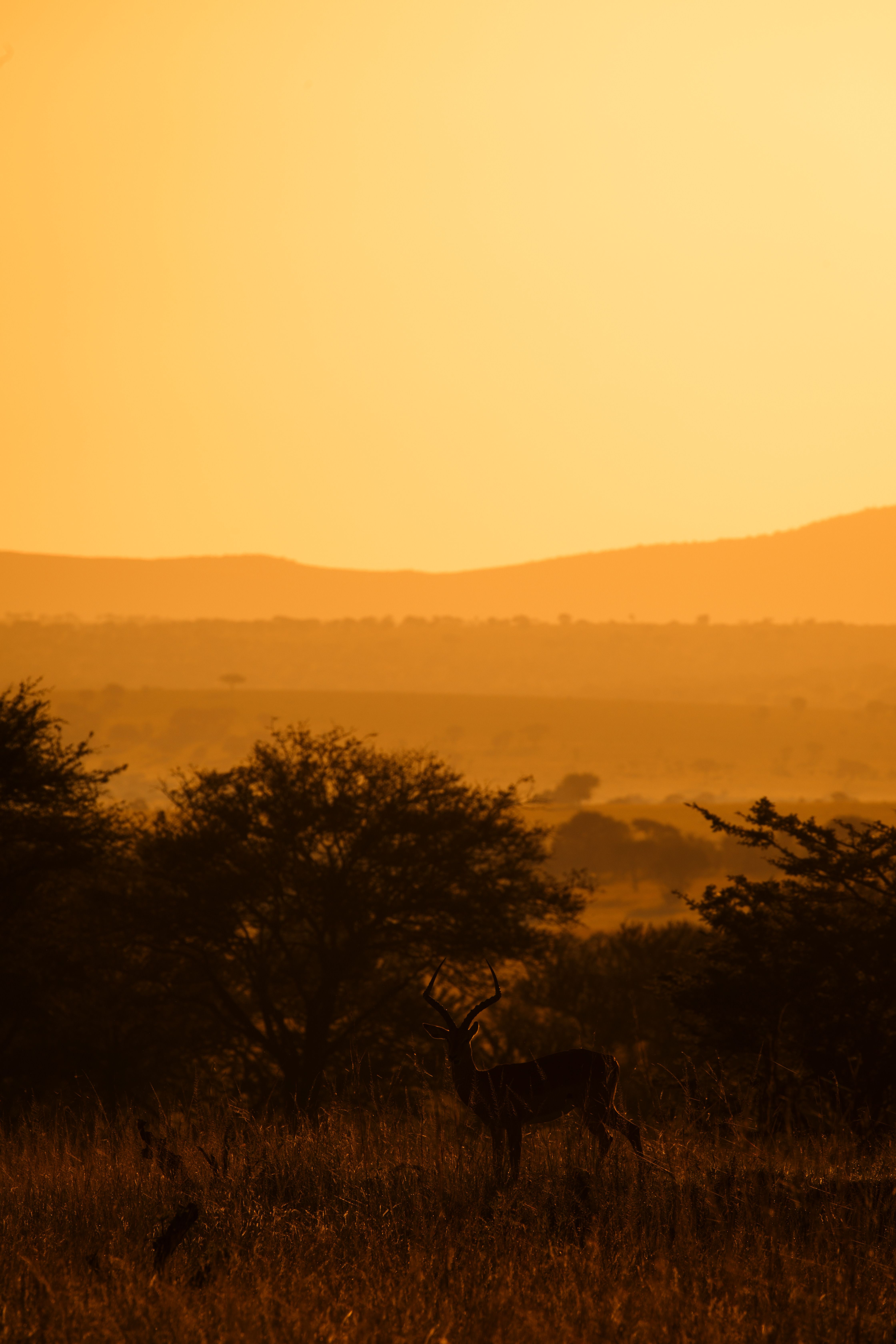 African Wildlife Sunset Photos, Download The BEST Free African Wildlife ...