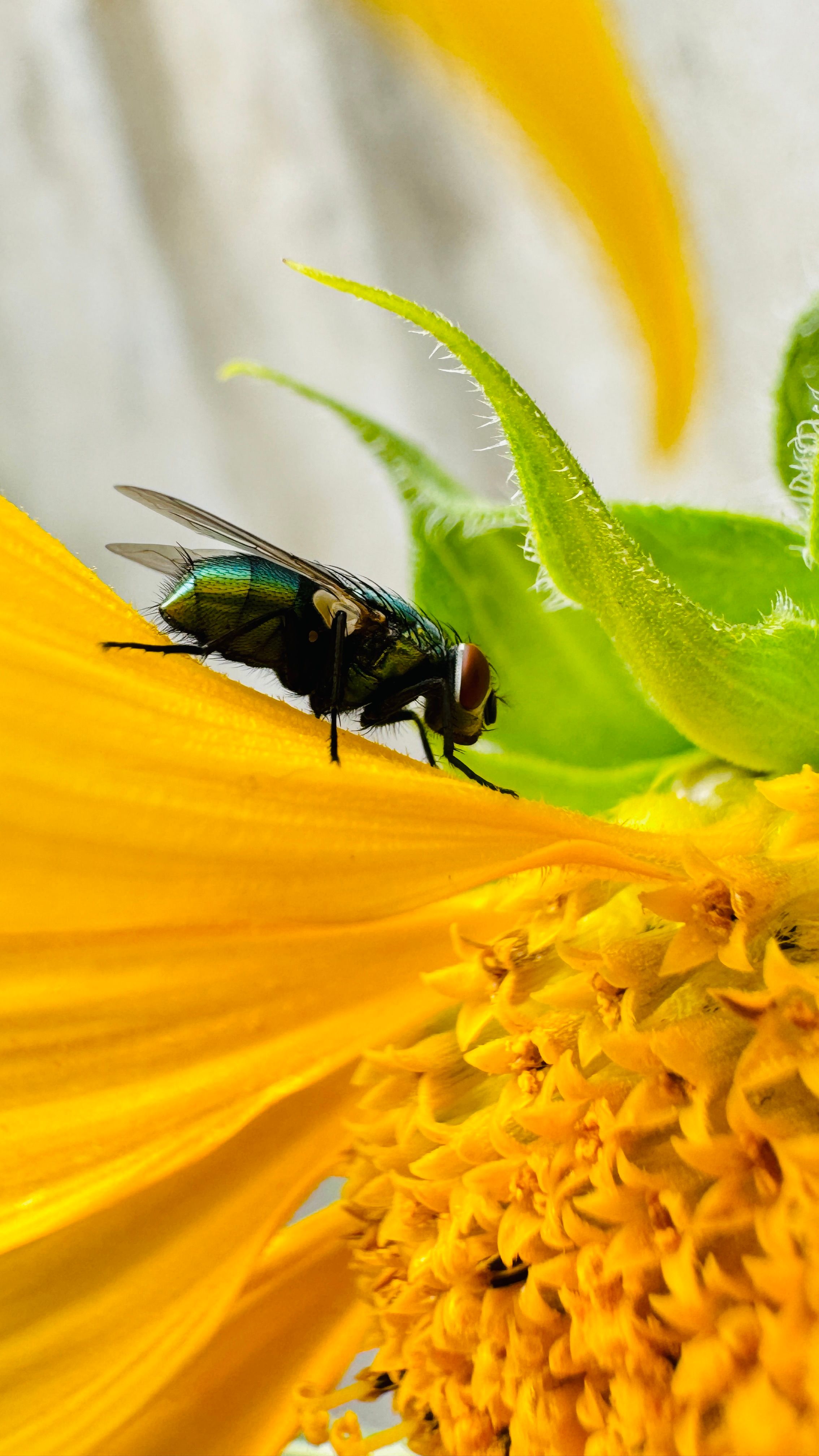 A fly is sitting on top of a sunflower · Free Stock Photo