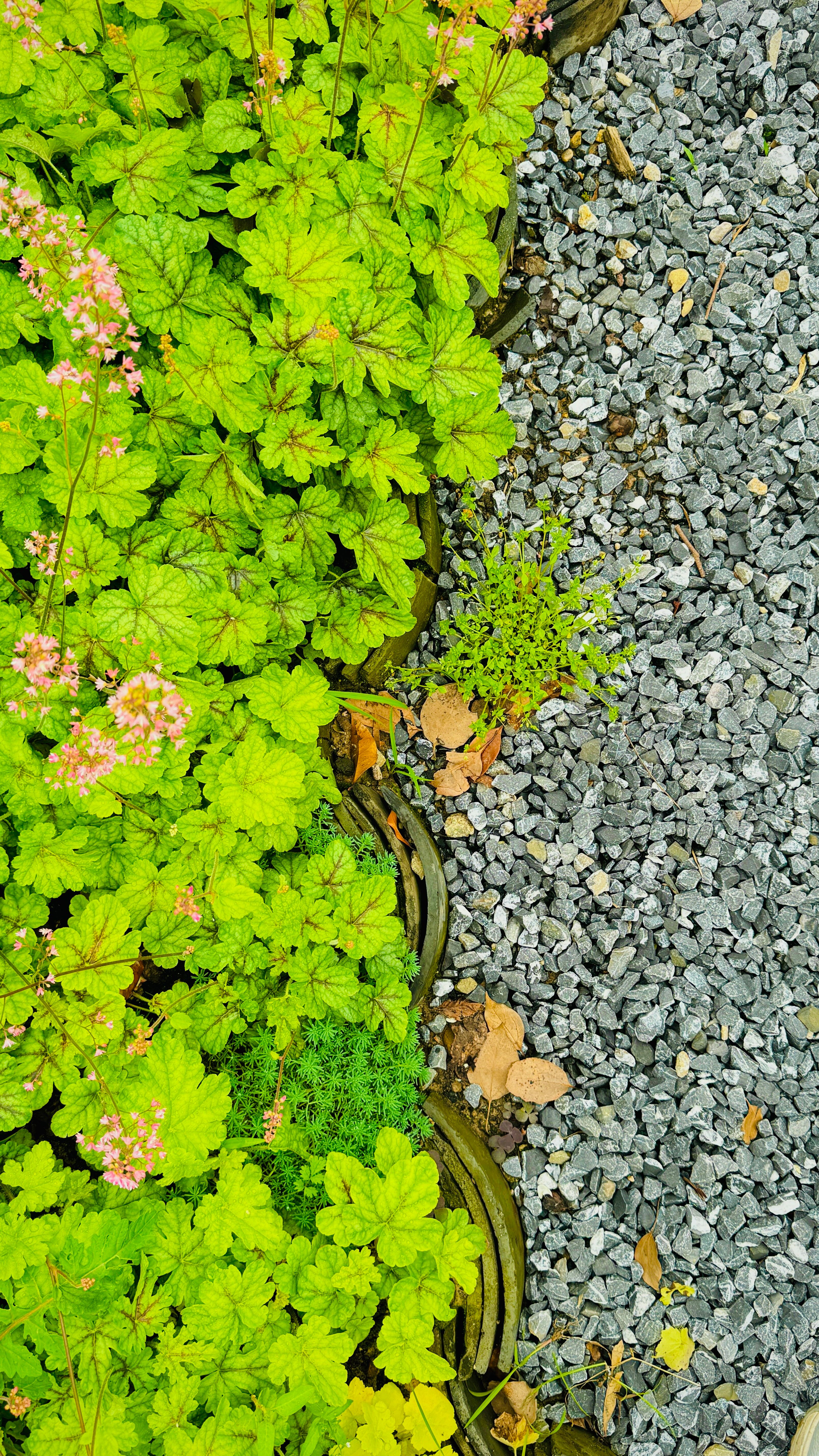 Flower Back Ground Border Photos, Download The BEST Free Flower Back ...