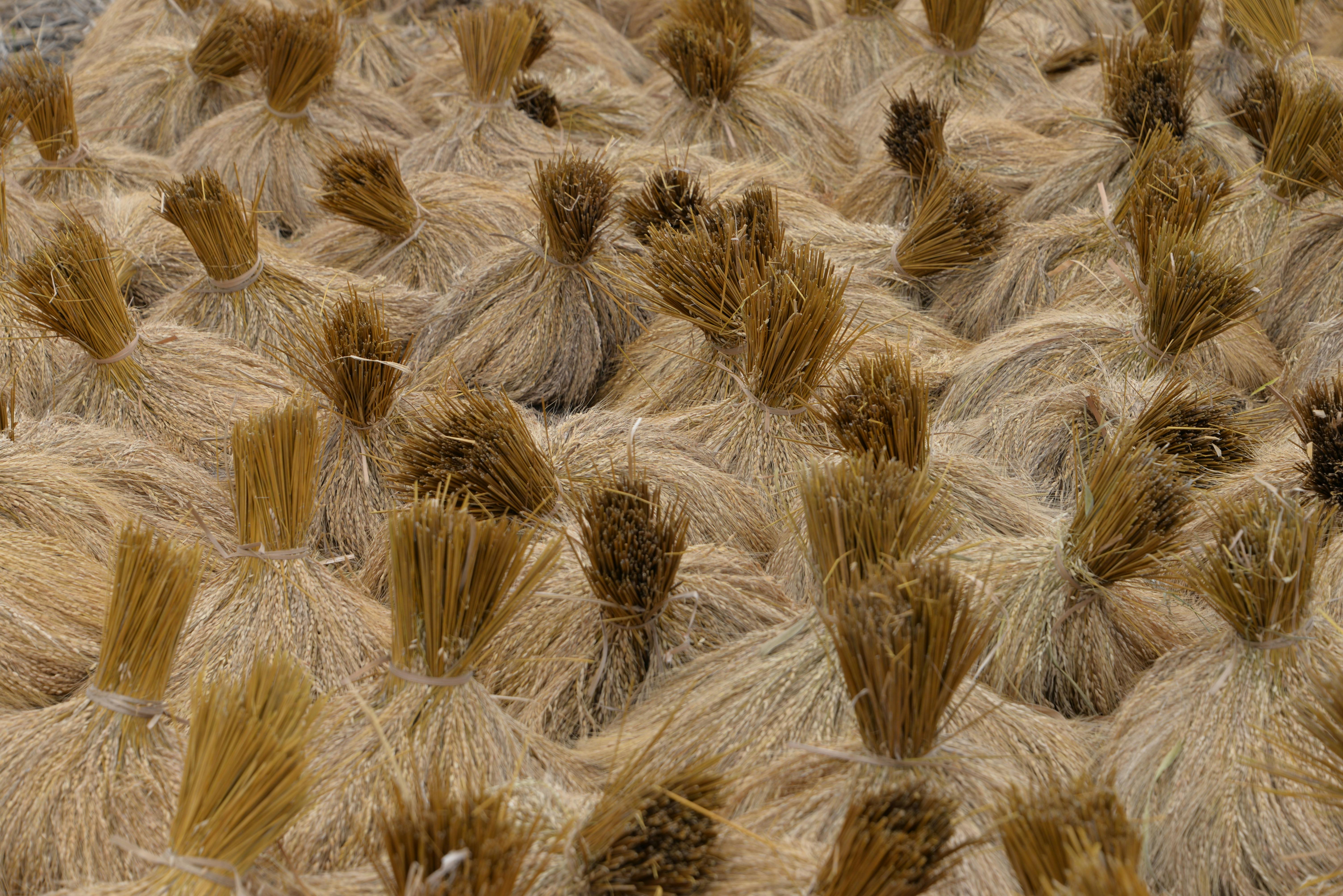 Bundle Off Photos, Download The BEST Free Bundle Off Stock Photos & HD ...