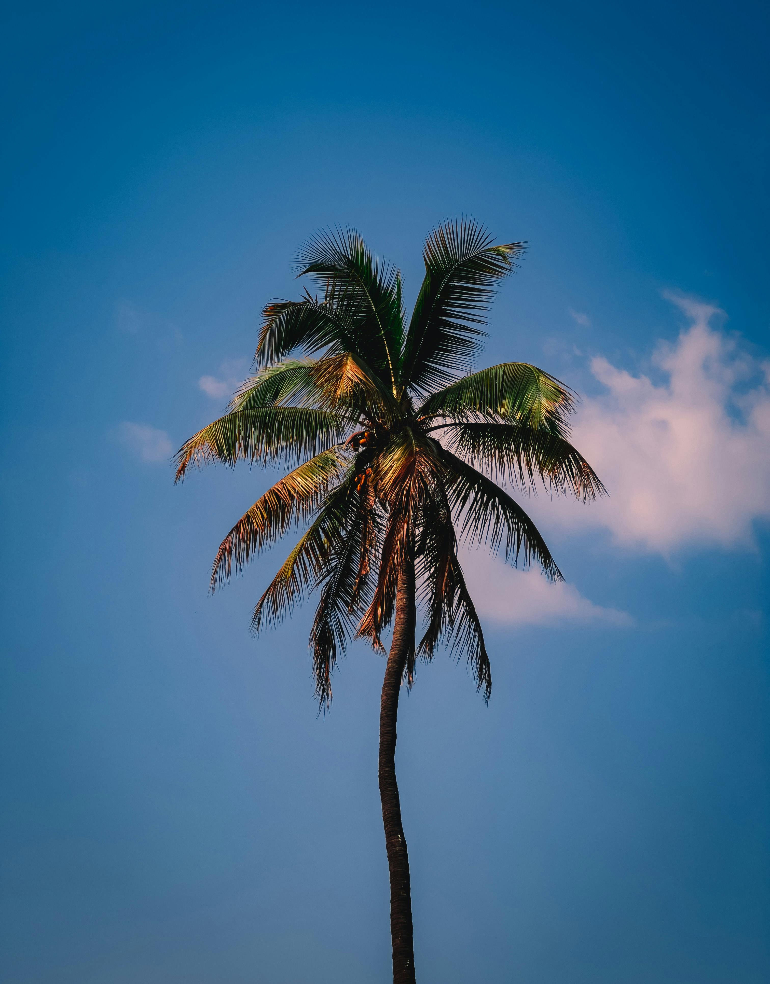 Single Palm Tree · Free Stock Photo