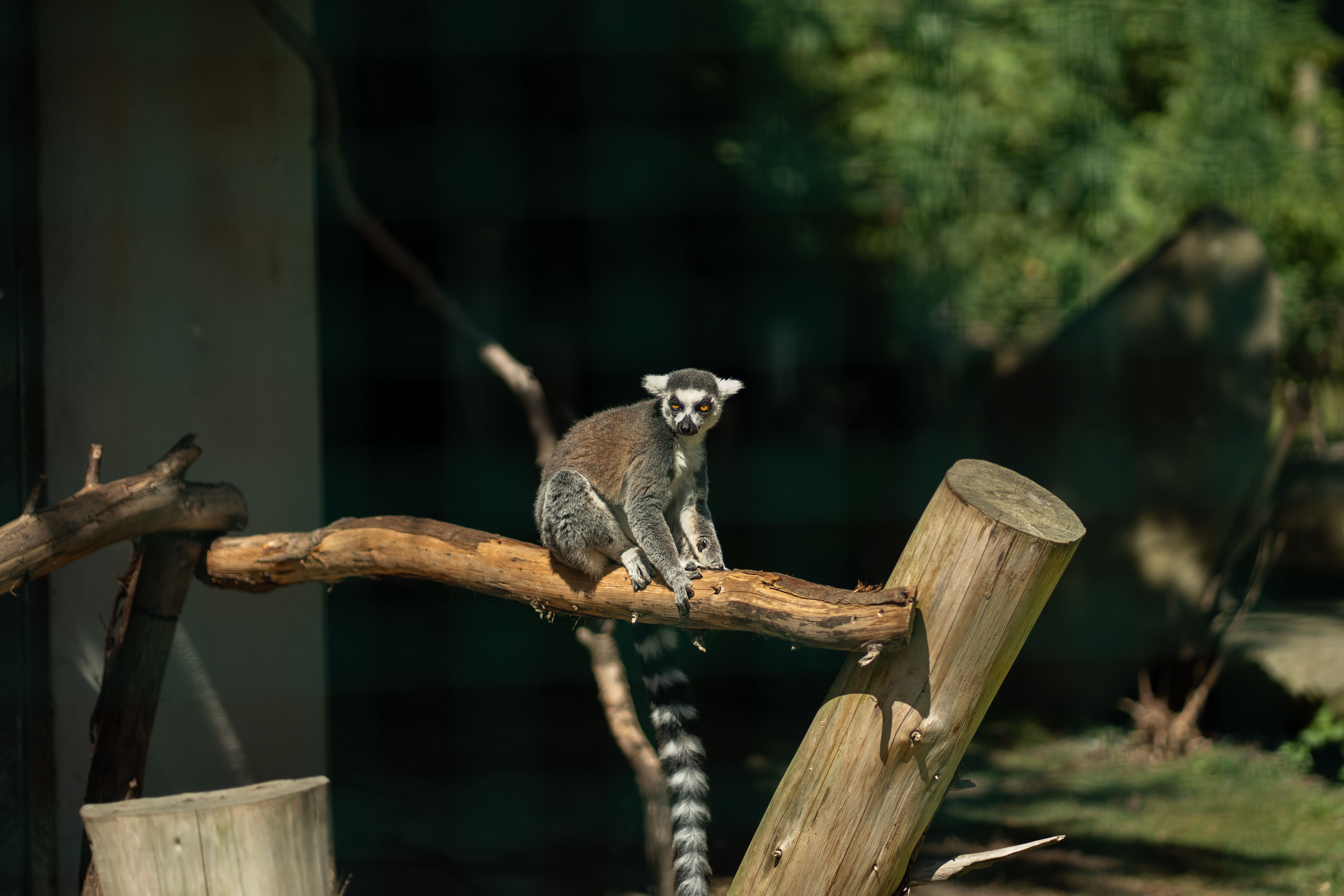 A lemur sitting on a branch in a zoo enclosure · Free Stock Photo