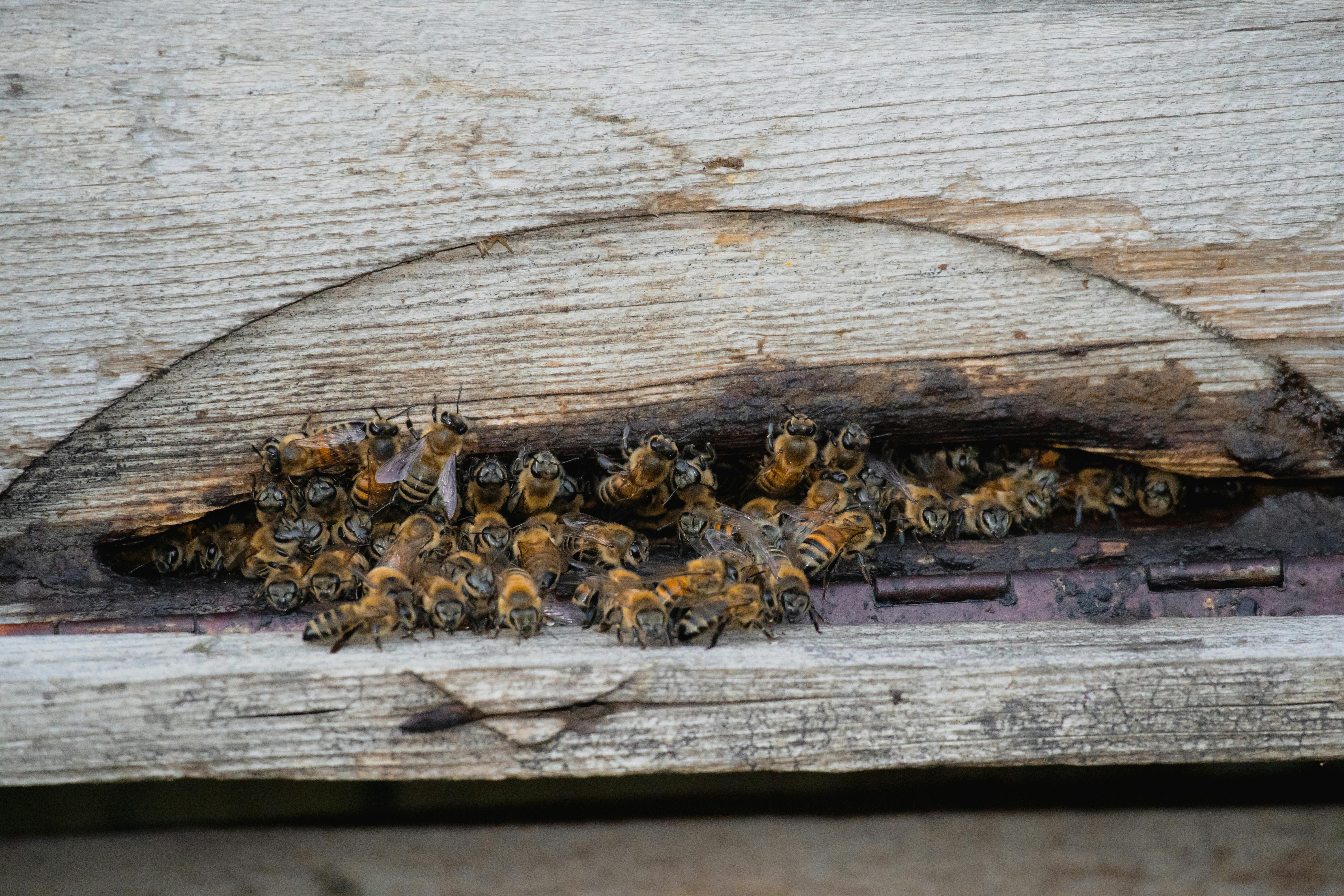 Bumblebee Nest Photos, Download The BEST Free Bumblebee Nest Stock ...