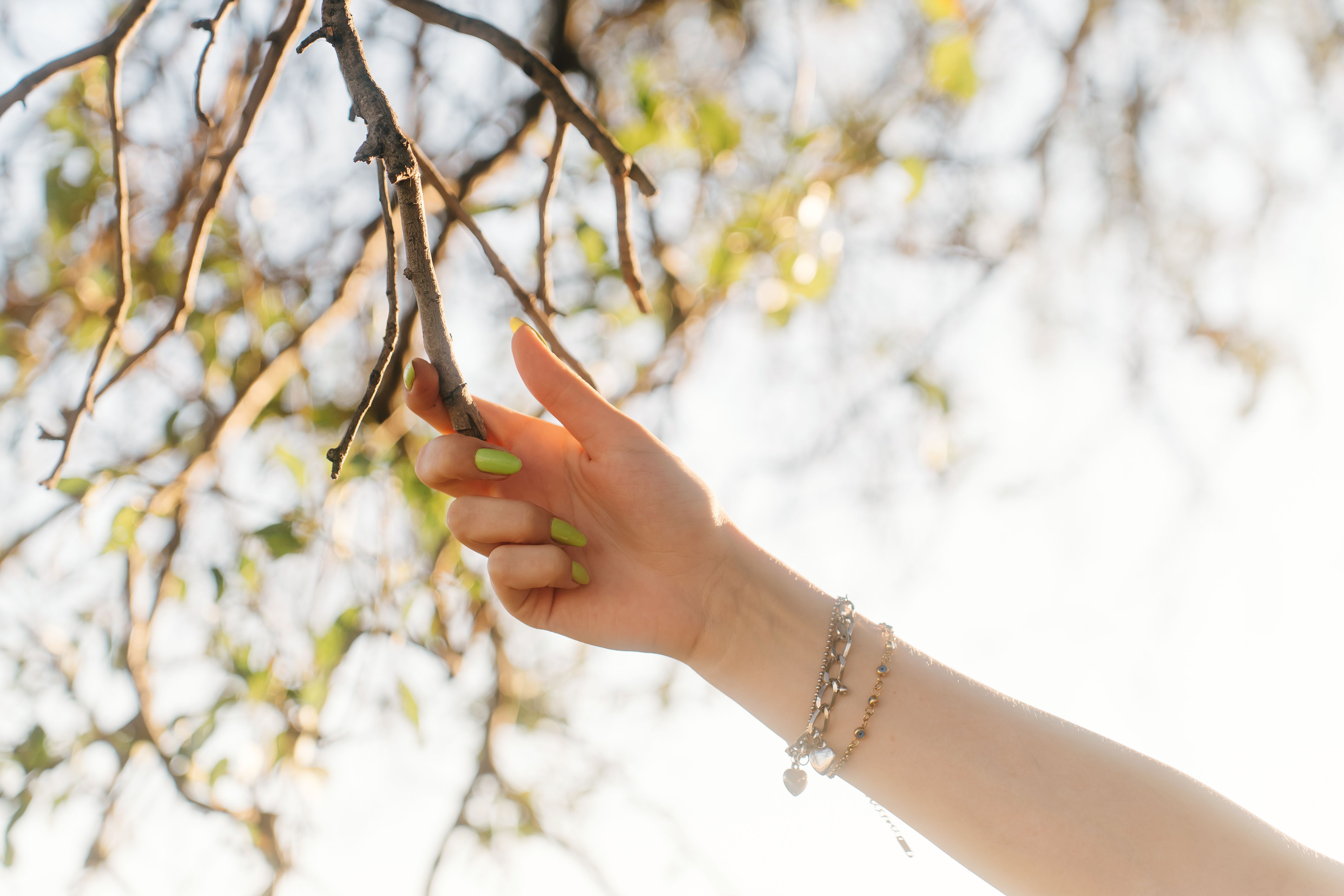 A person's hand reaching up to a tree branch · Free Stock Photo