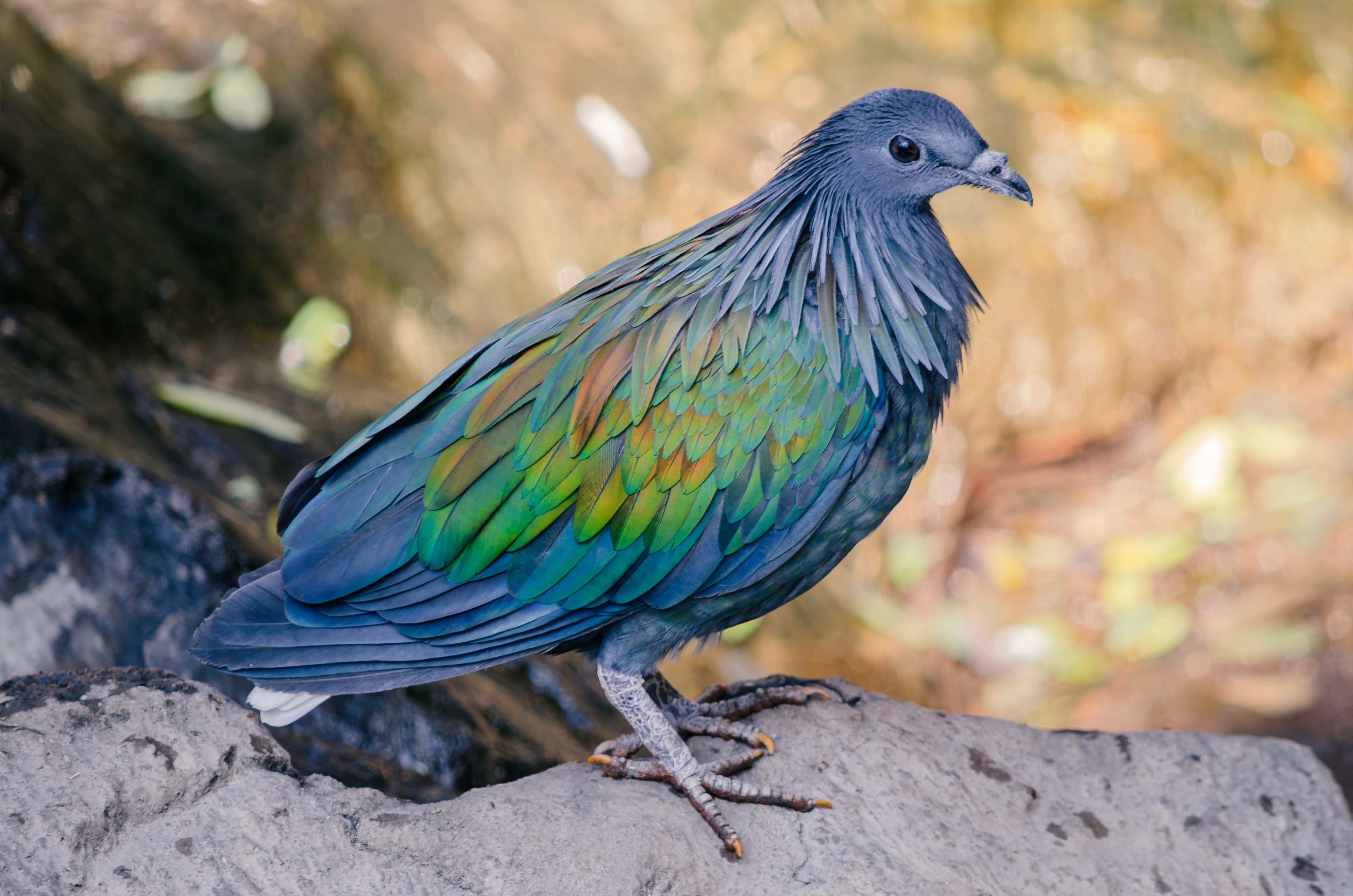 Dove Rainbow Photos, Download The BEST Free Dove Rainbow Stock Photos ...