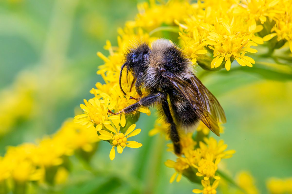 Bees Backgrounds Photos, Download The BEST Free Bees Backgrounds Stock ...