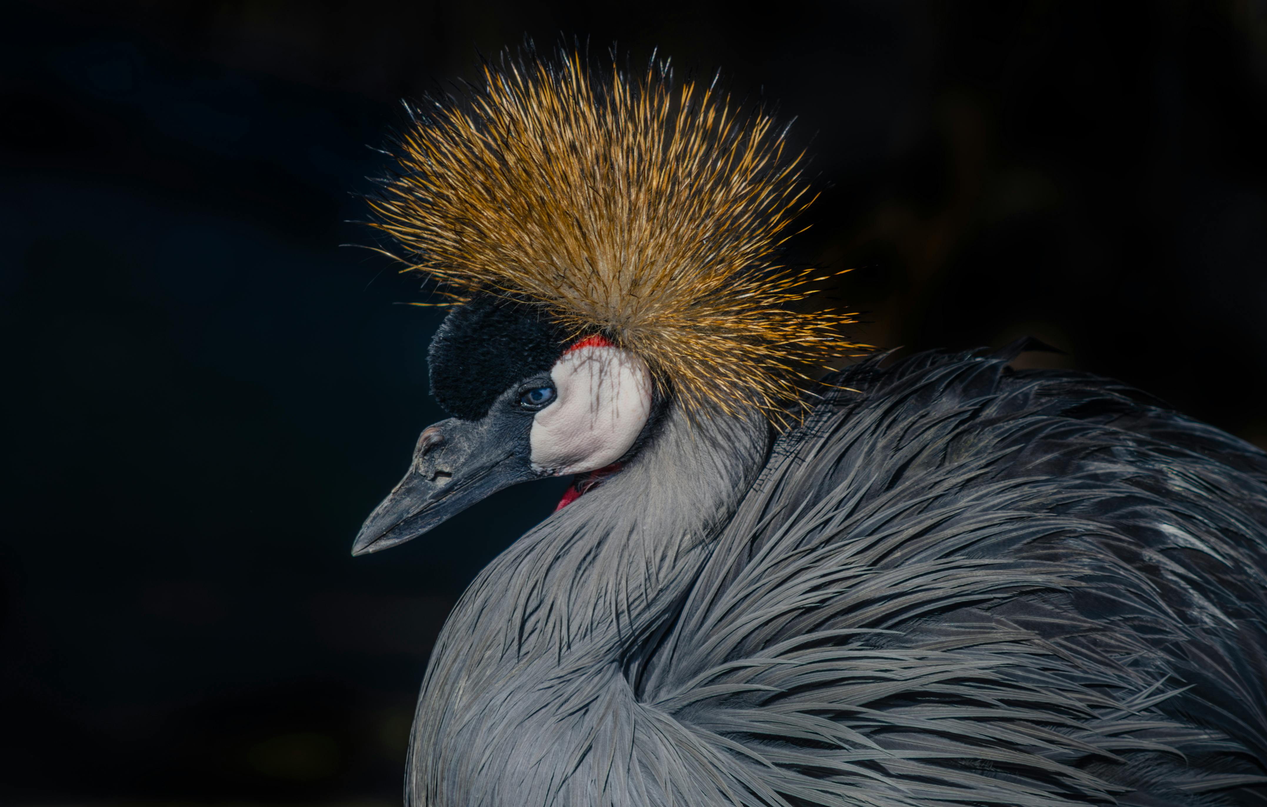 Sad Bird Photos, Download The BEST Free Sad Bird Stock Photos & HD Images