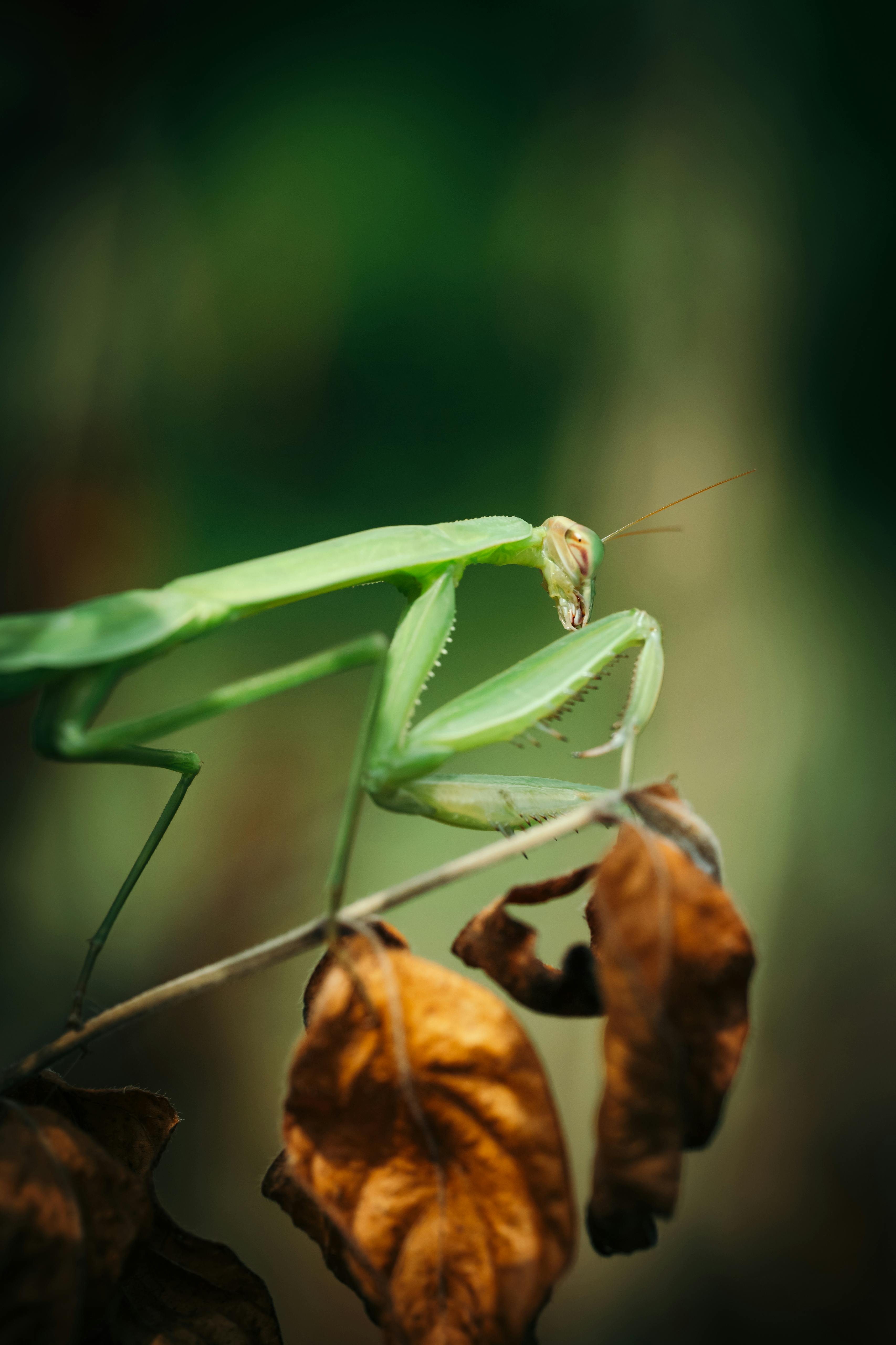 Brown Praying Mantis In Close-up Photography · Free Stock Photo