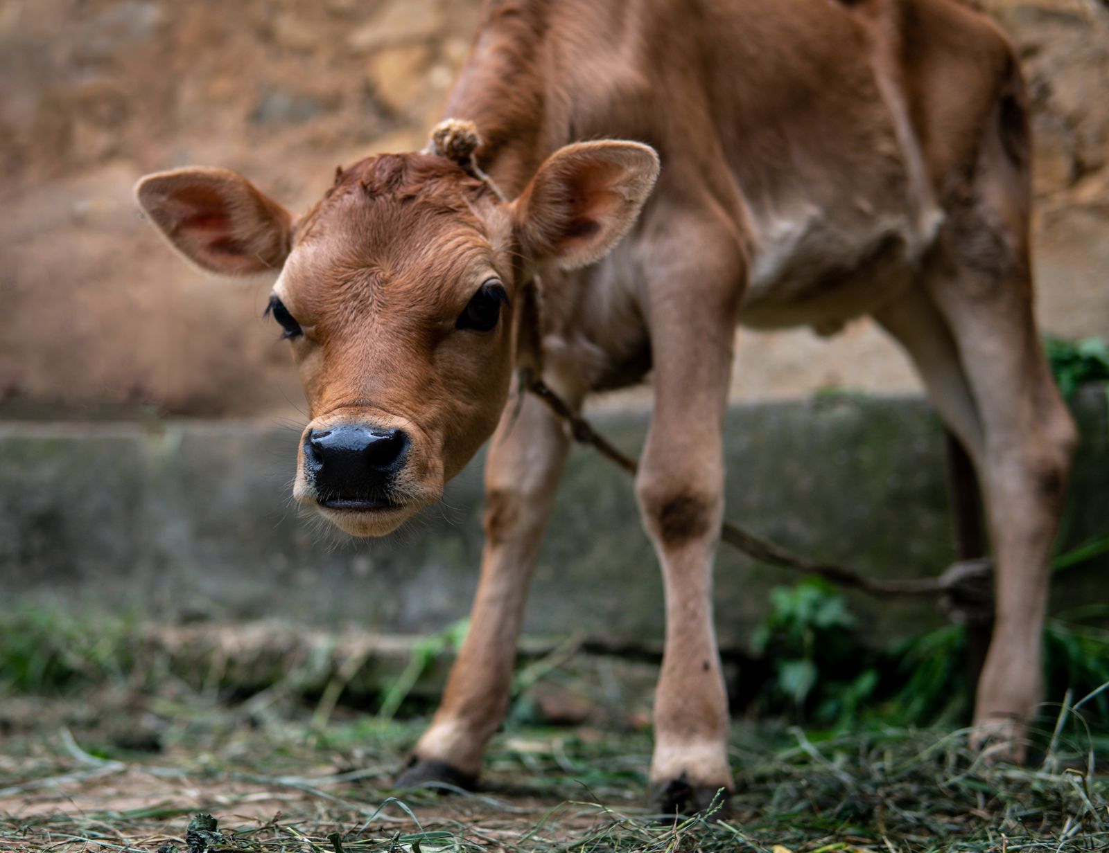 900+ Tierbaby Bilder und Fotos · Kostenlos Downloaden · Pexels Stock-Fotos