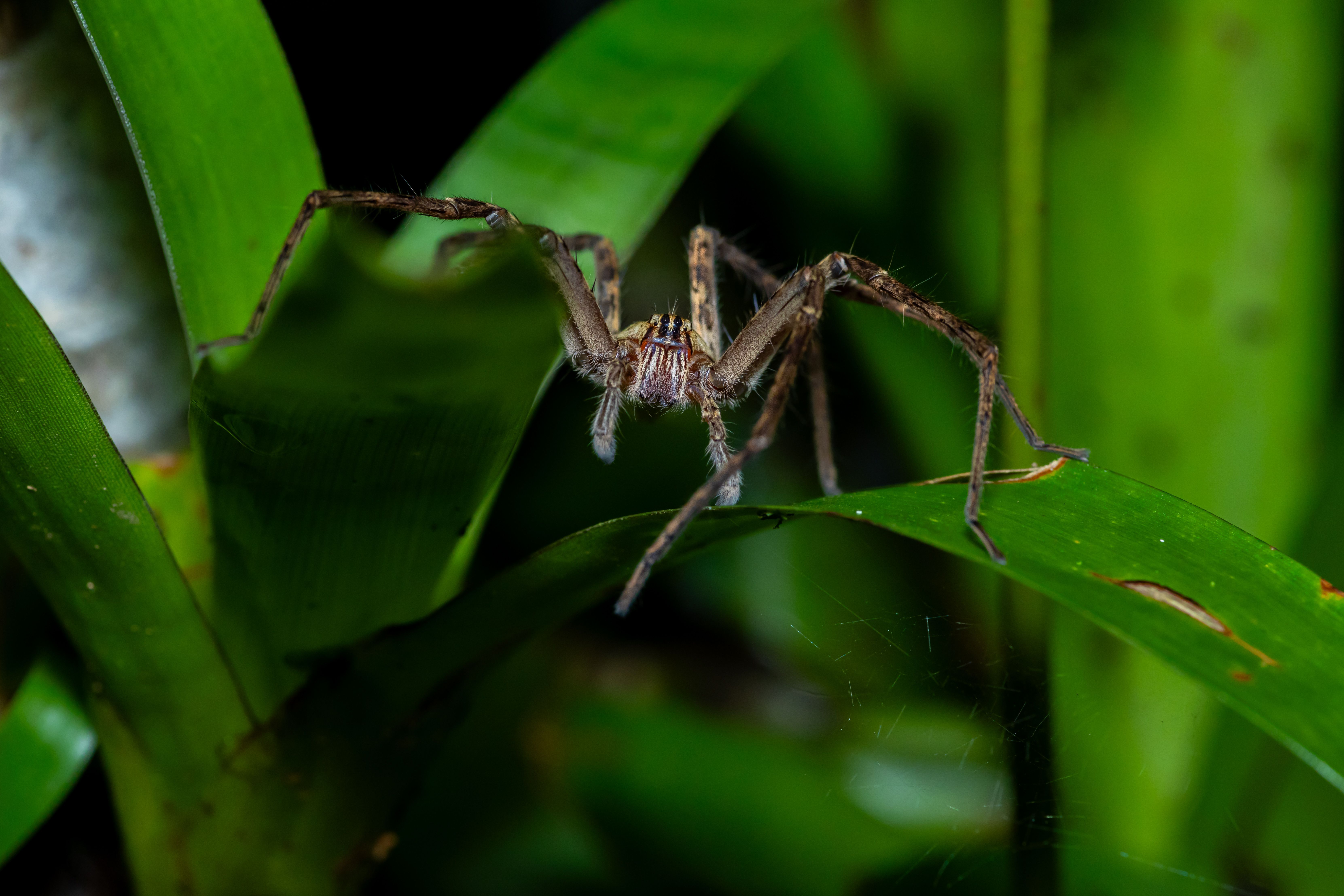 A spider is sitting on top of a green leaf · Free Stock Photo