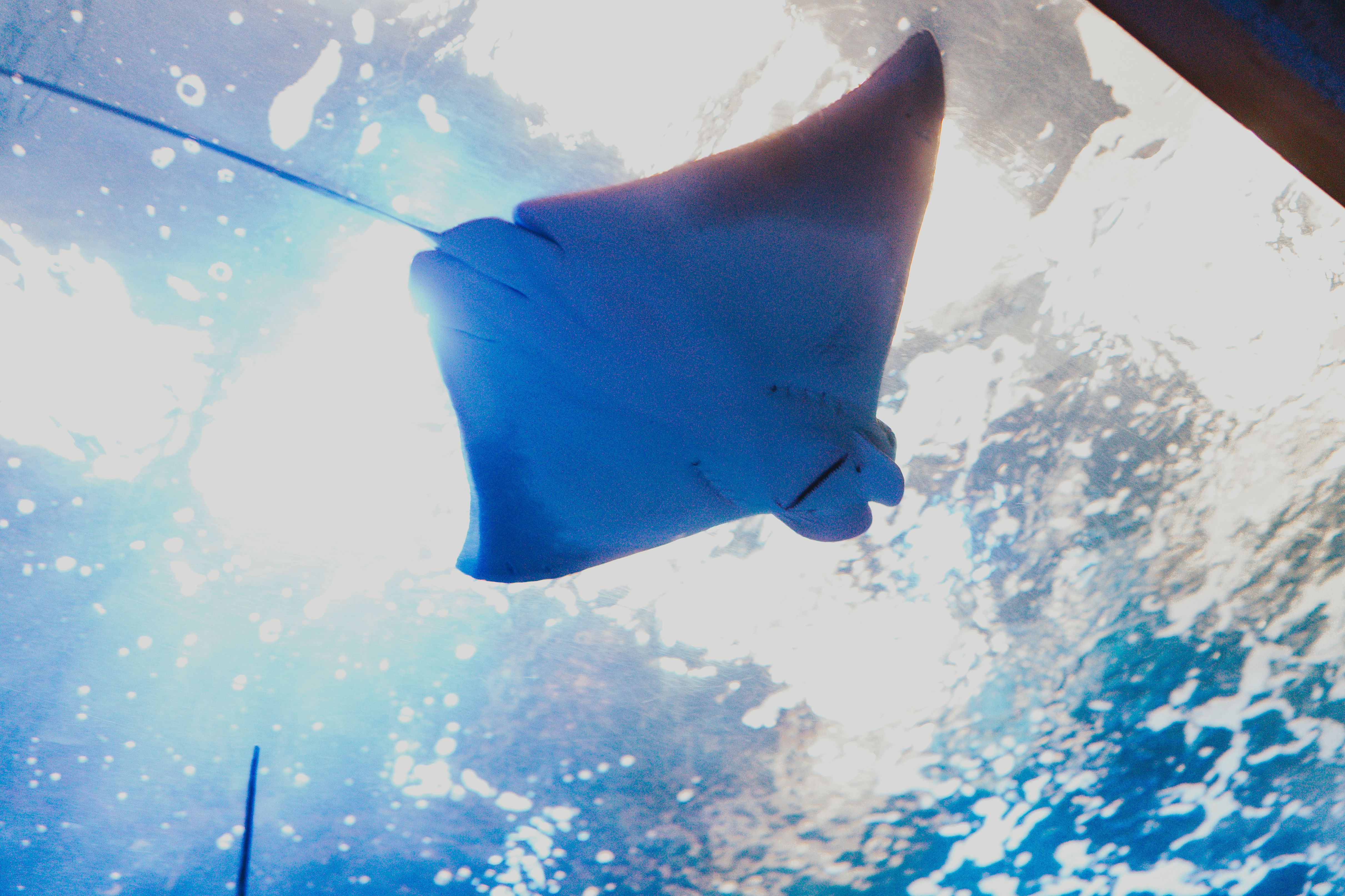 A large sting ray swimming in the water · Free Stock Photo