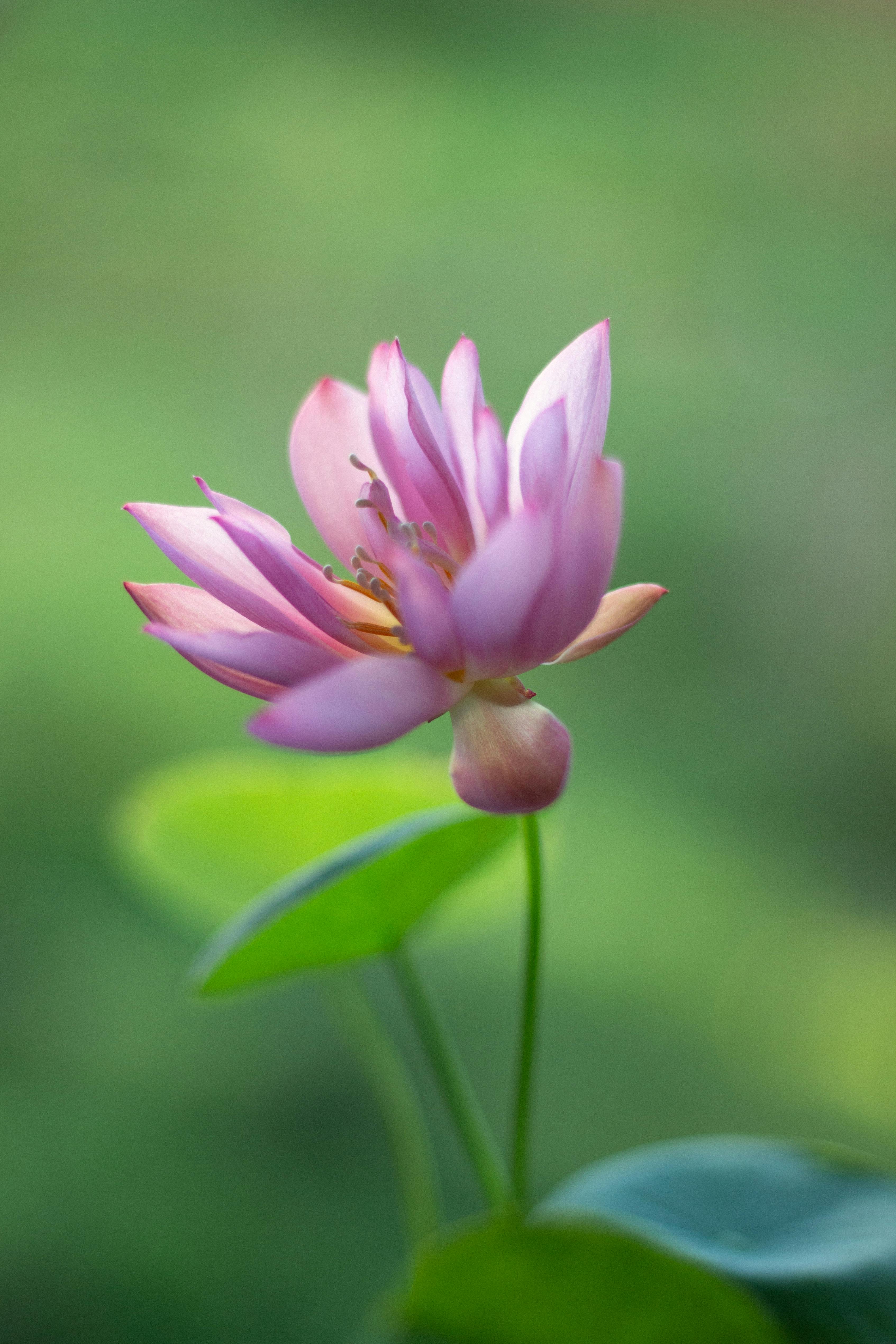 Selective Focus of Pink Flower · Free Stock Photo