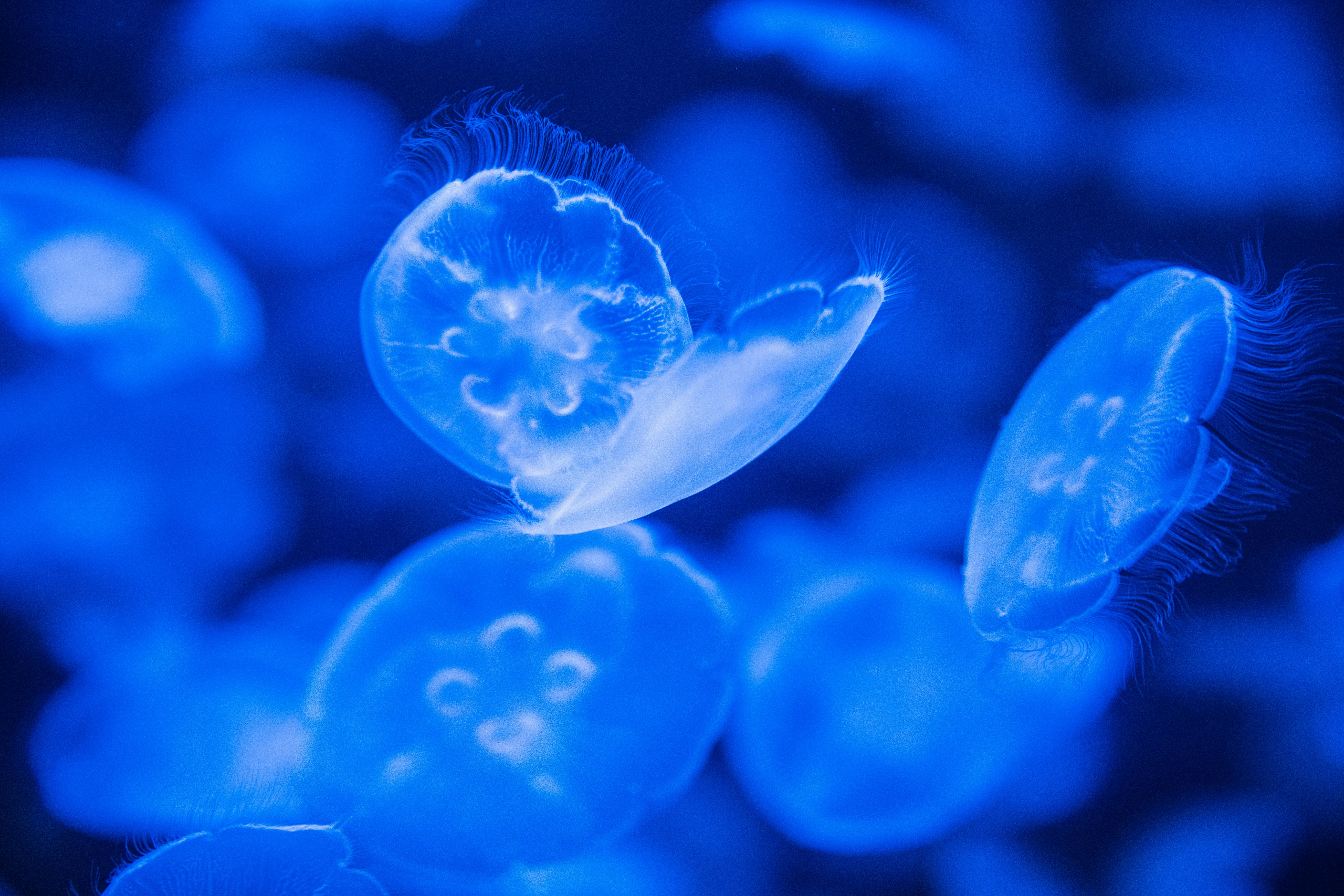 Close-Up Photo of Small Jellyfish · Free Stock Photo