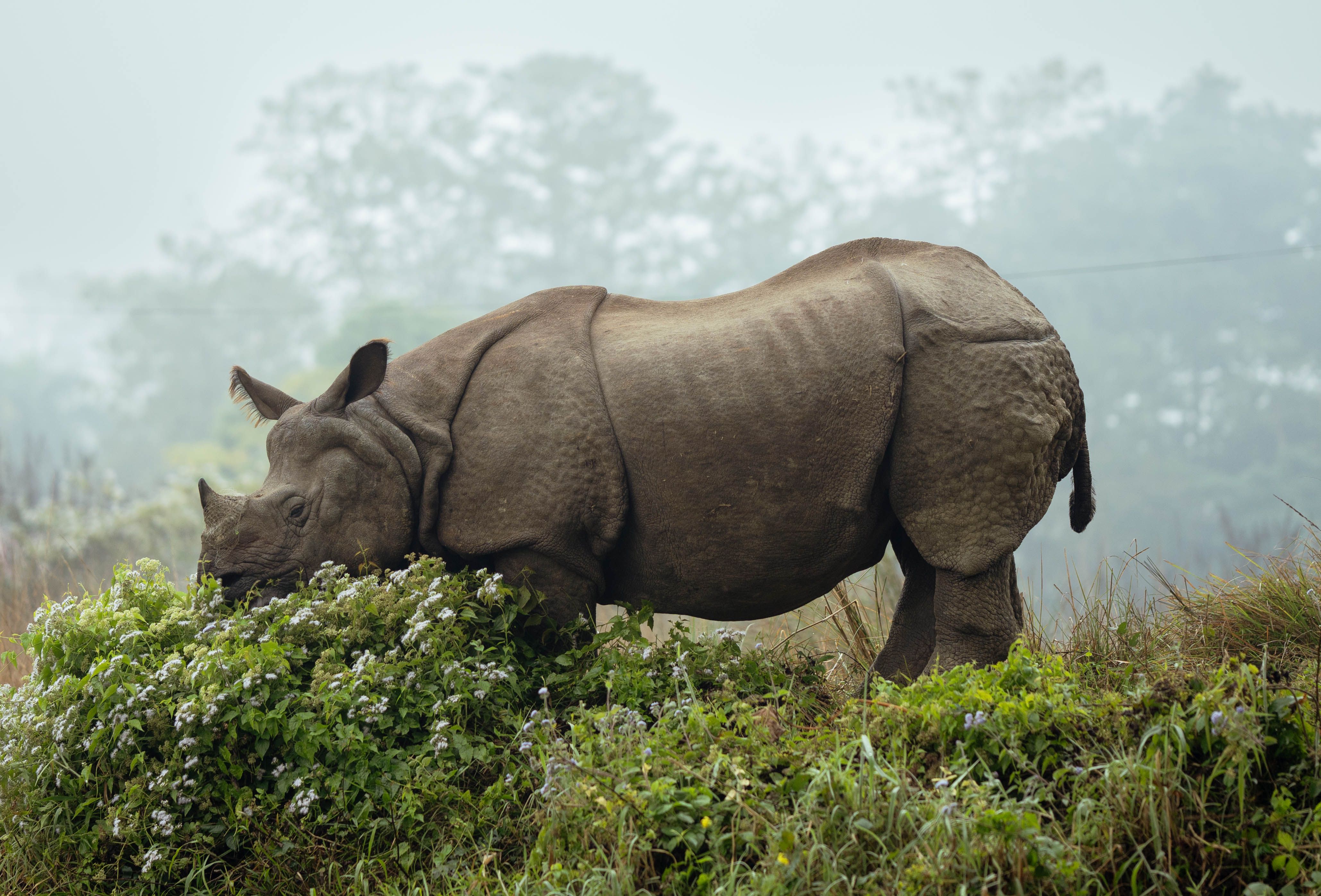 A rhino is grazing on some plants in the fog · Free Stock Photo