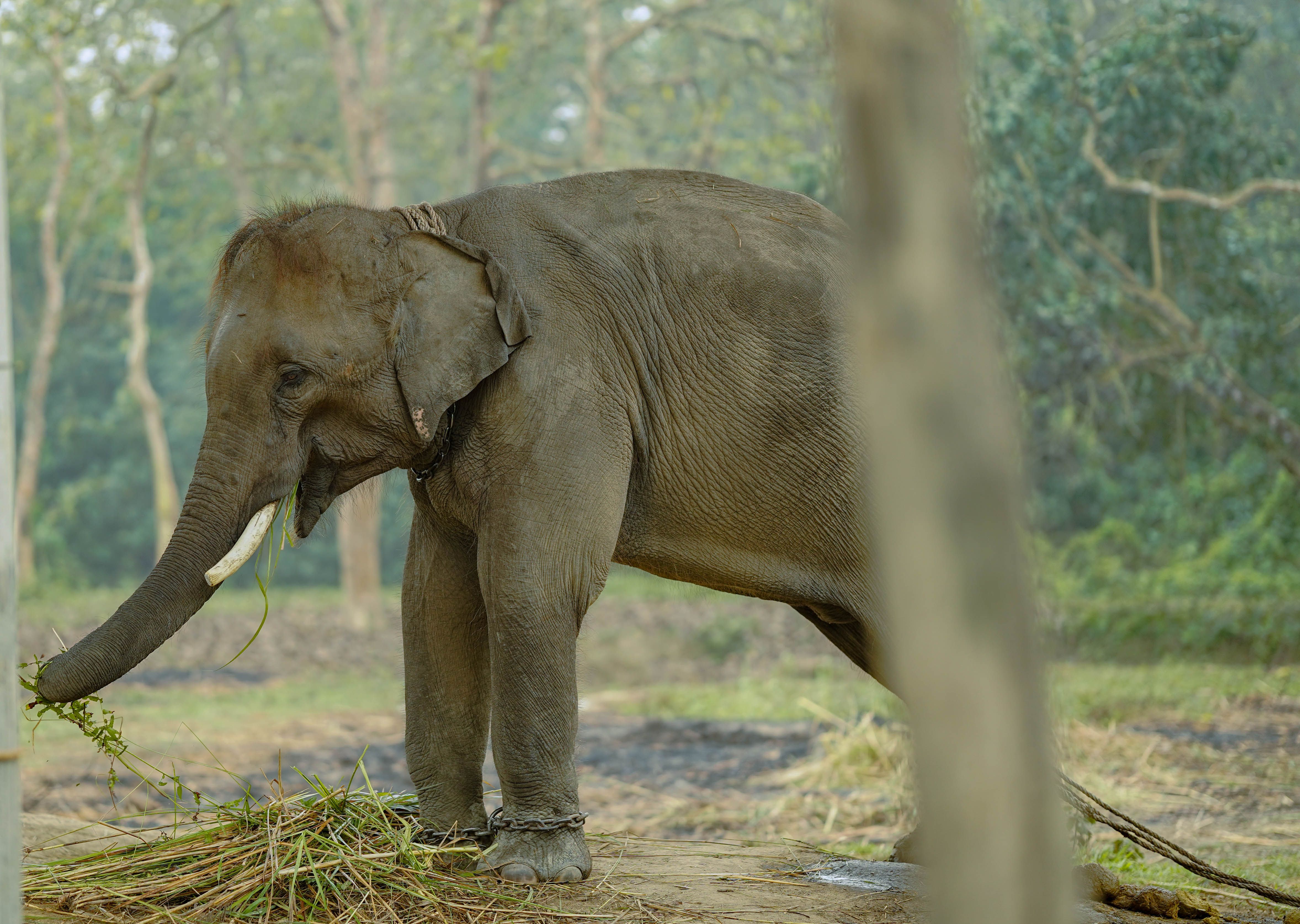 A small elephant eating some leaves in the woods · Free Stock Photo