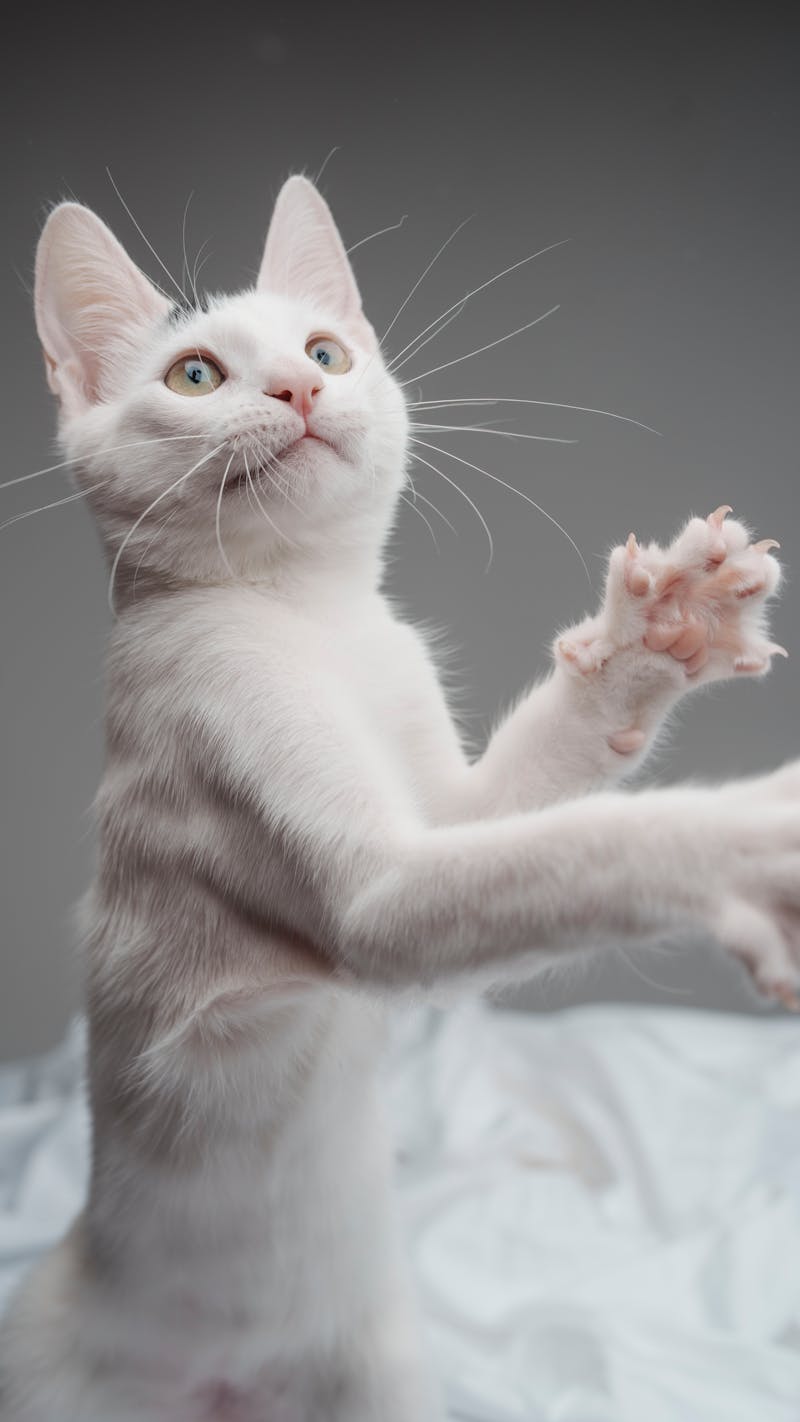 Cat White Background Photos, Download The BEST Free Cat White ...