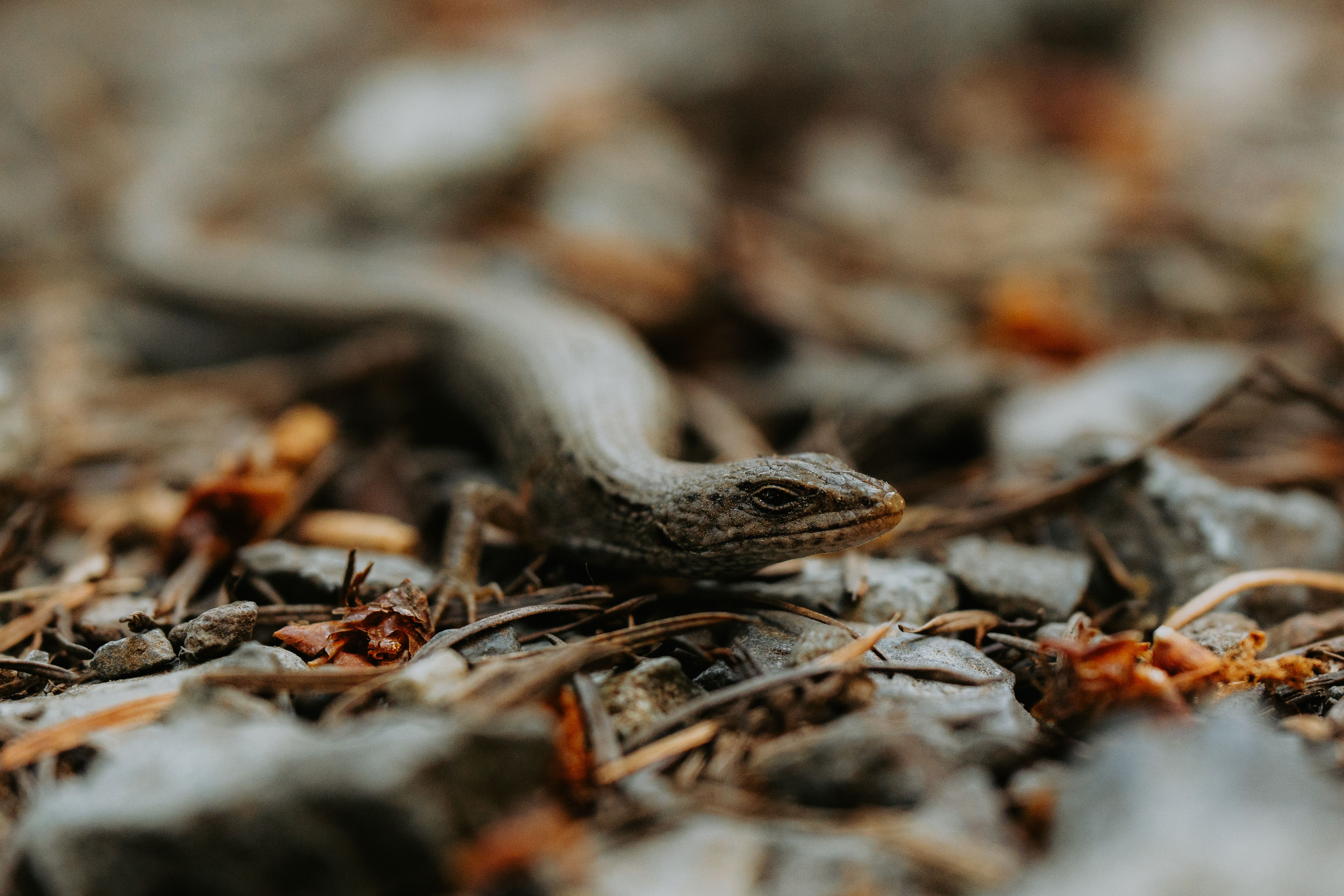 A lizard is laying on the ground in the woods · Free Stock Photo