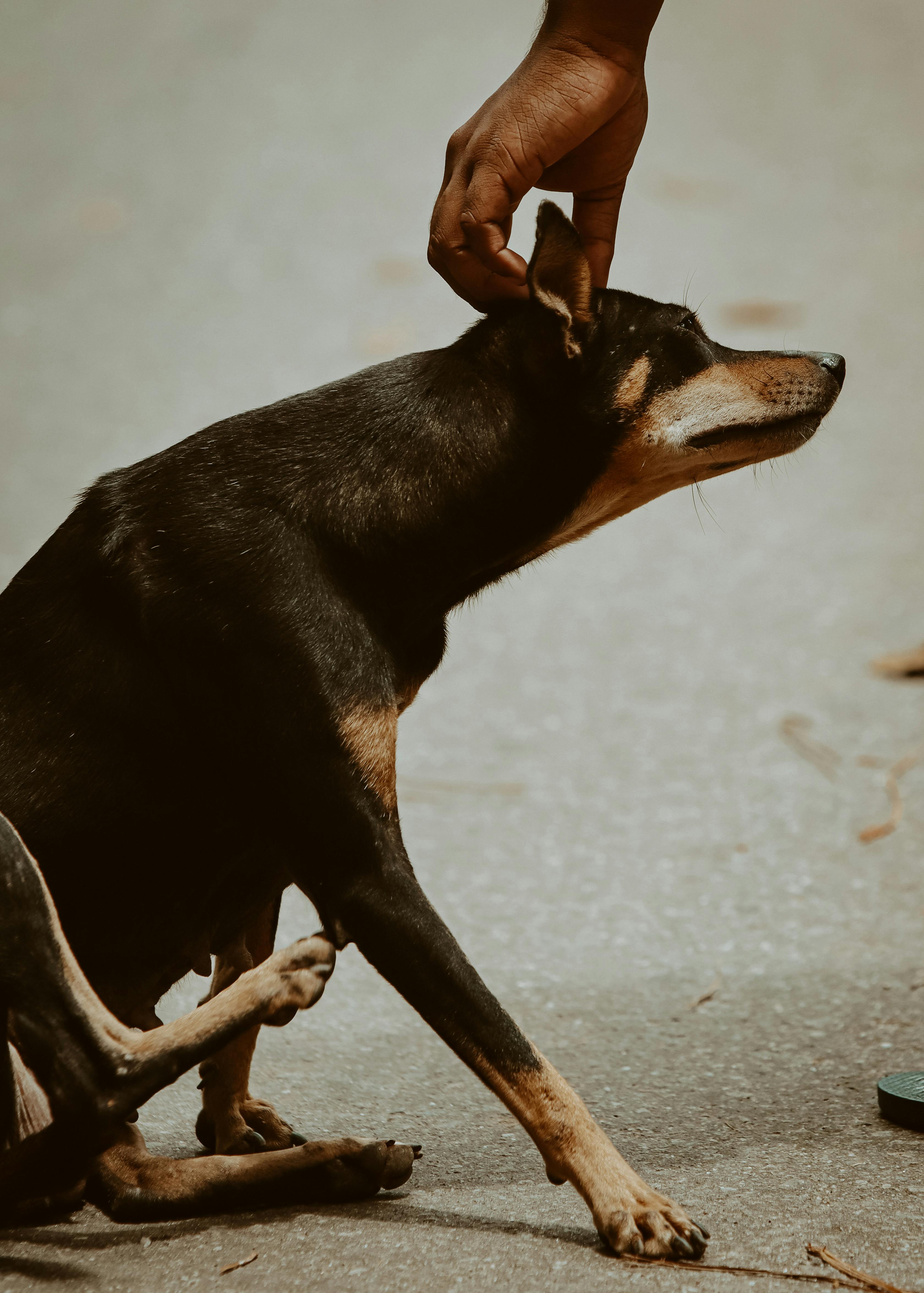 A small dog is being petted by a man · Free Stock Photo
