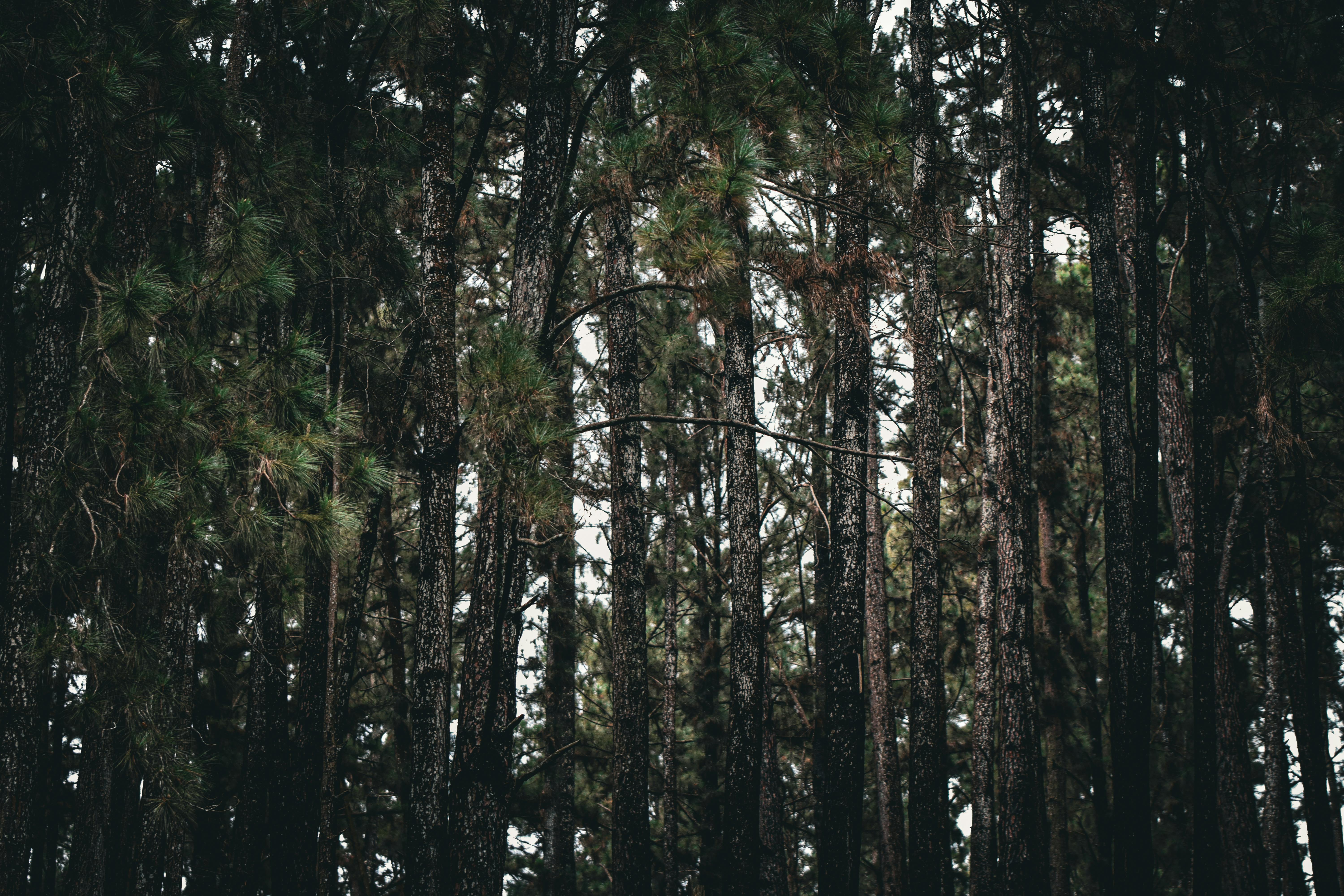 Lesandu Alokabandara - Photography