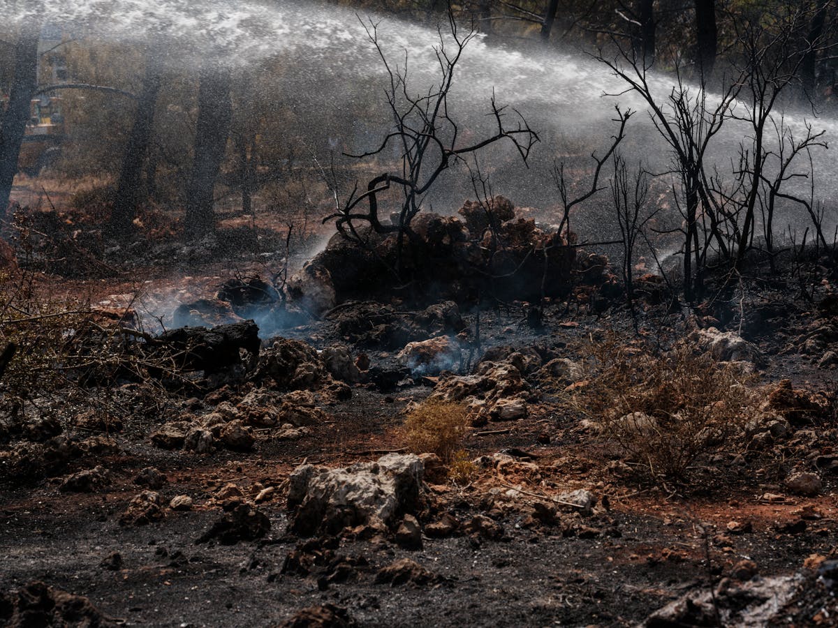 Aftermath Forest Fire Photos, Download The BEST Free Aftermath Forest ...