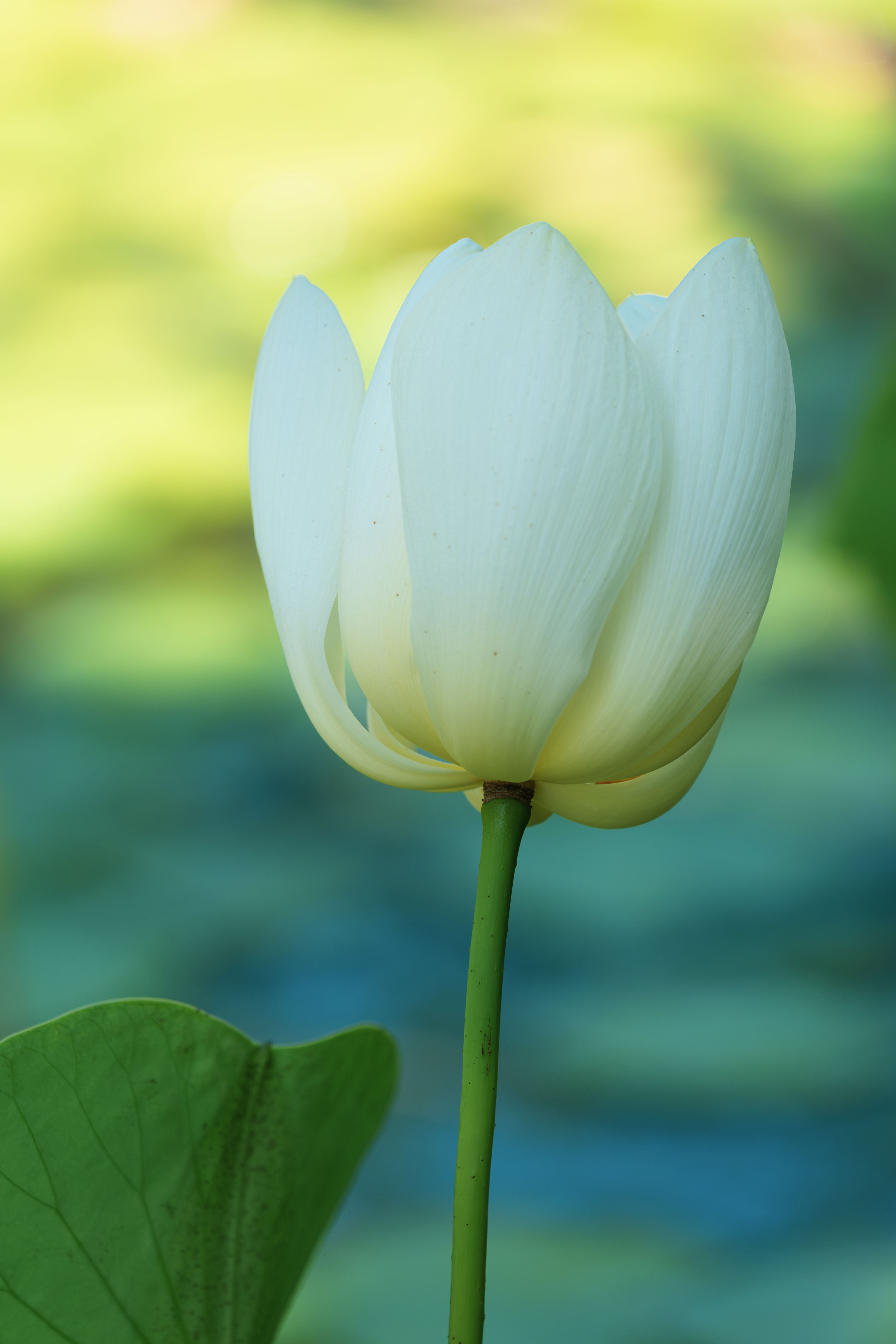 Lily Lotusblume Photos, Download The BEST Free Lily Lotusblume Stock ...