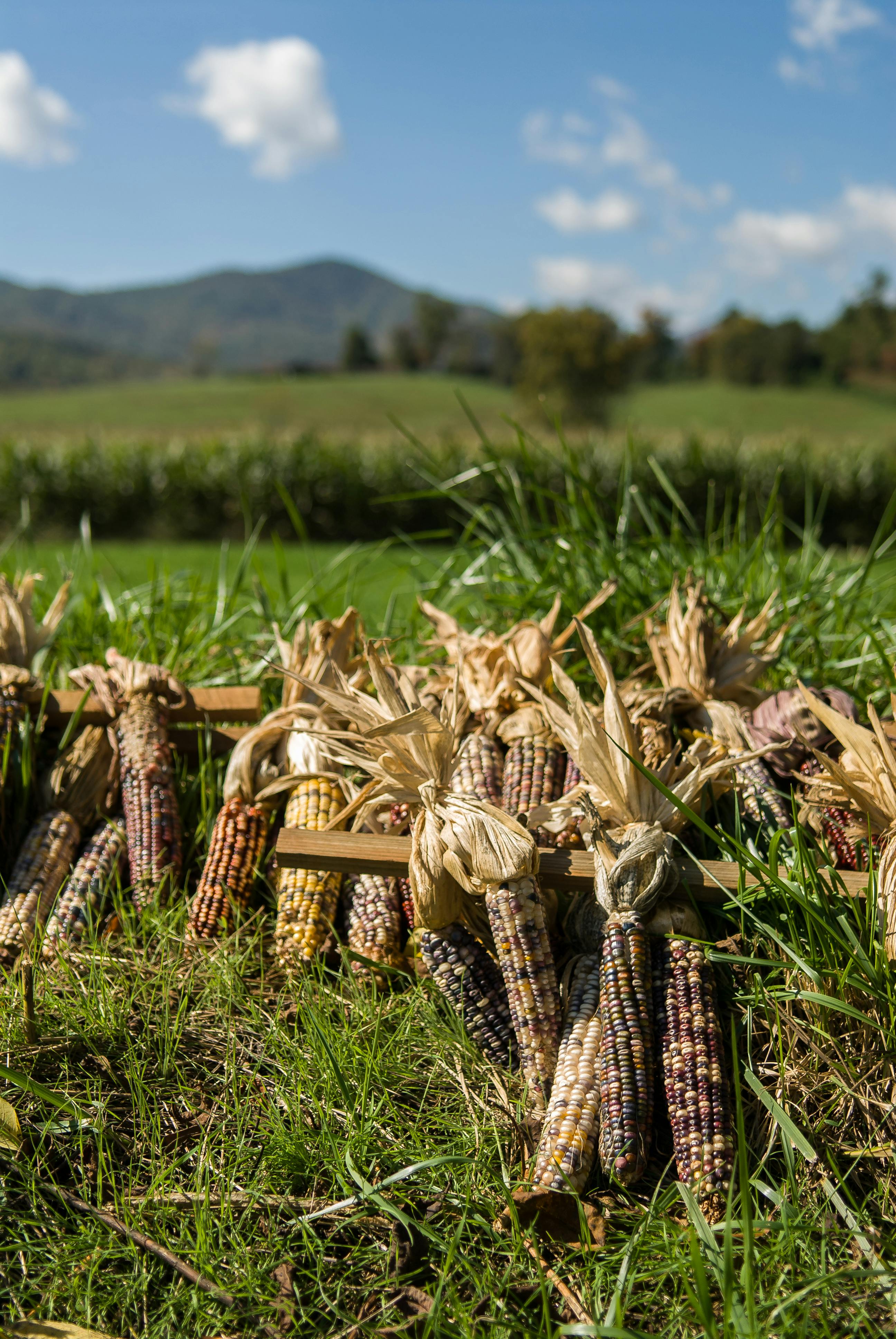 Native American Corn Photos, Download The BEST Free Native American ...