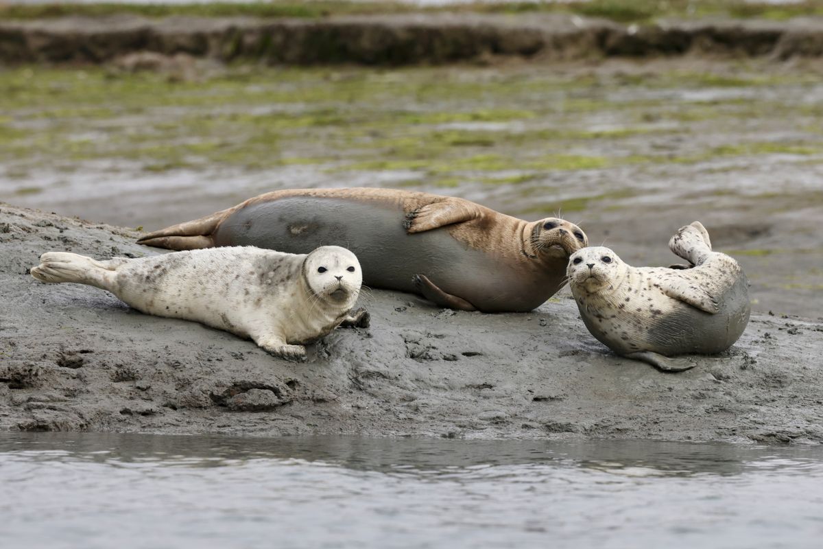Pacific Harbor Seal Species Overview and Conservation Status