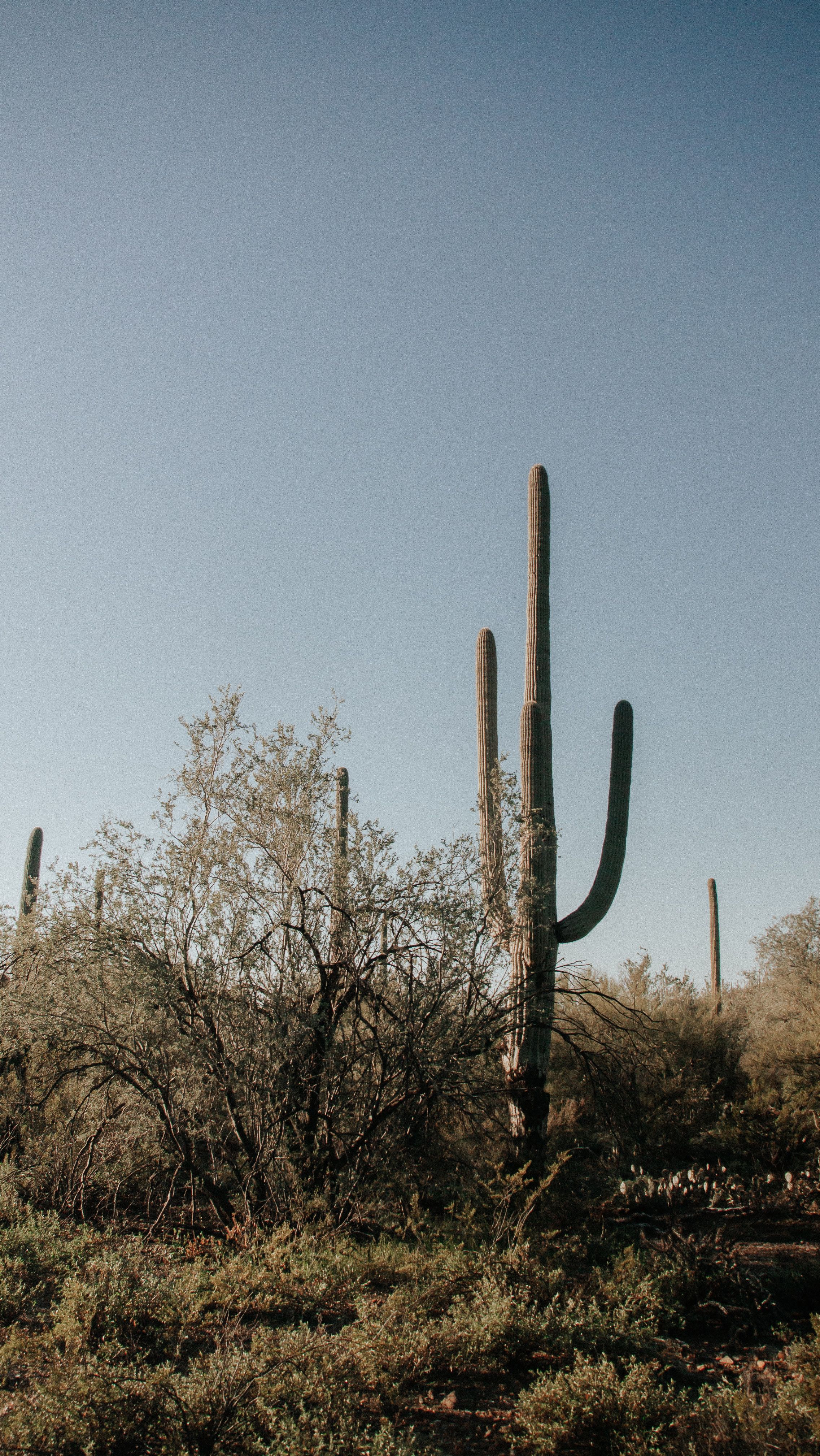 Cactus In The Desert Photos, Download Free Cactus In The Desert Stock ...