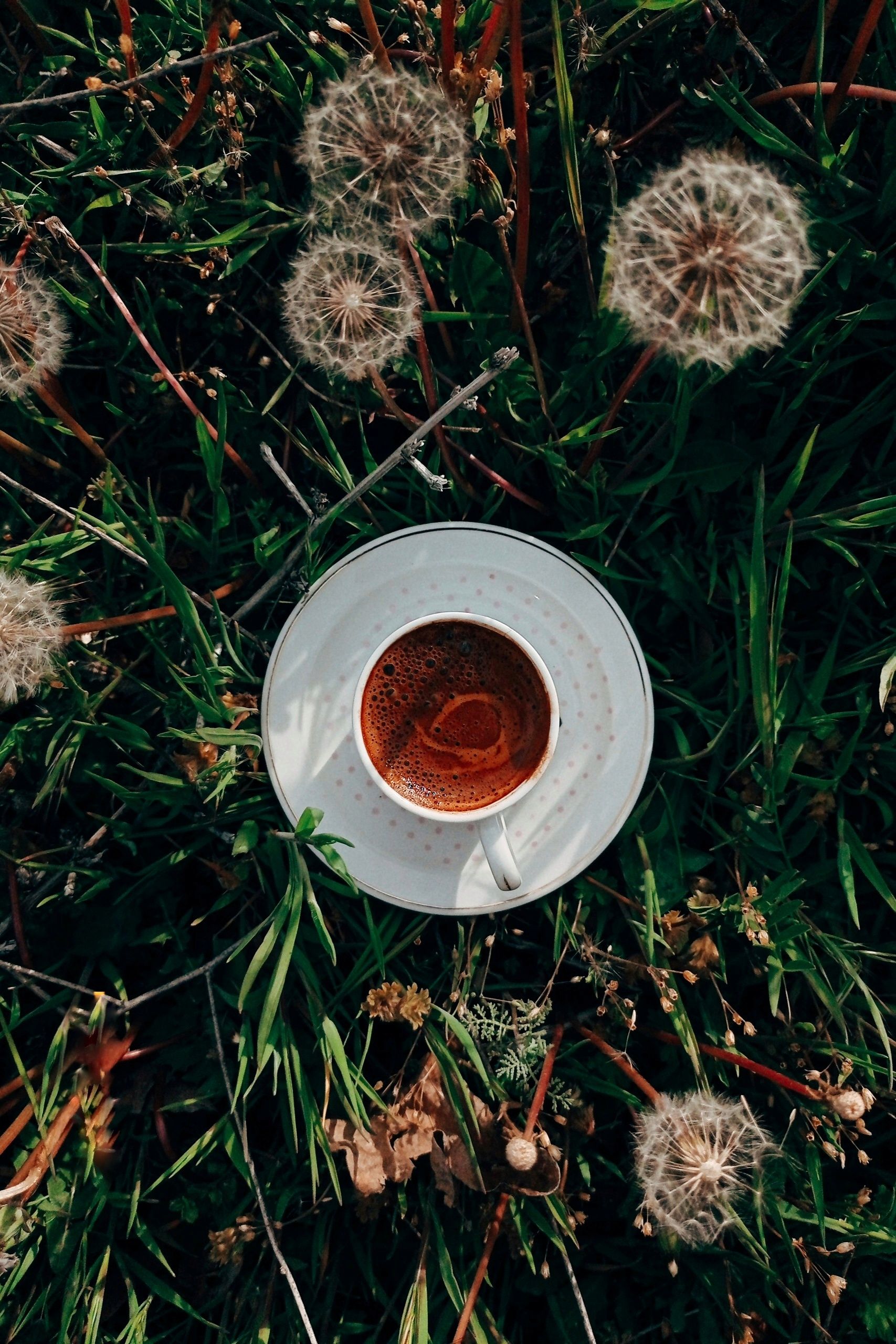 Light Color Tea Garden Photos, Download The BEST Free Light Color Tea ...