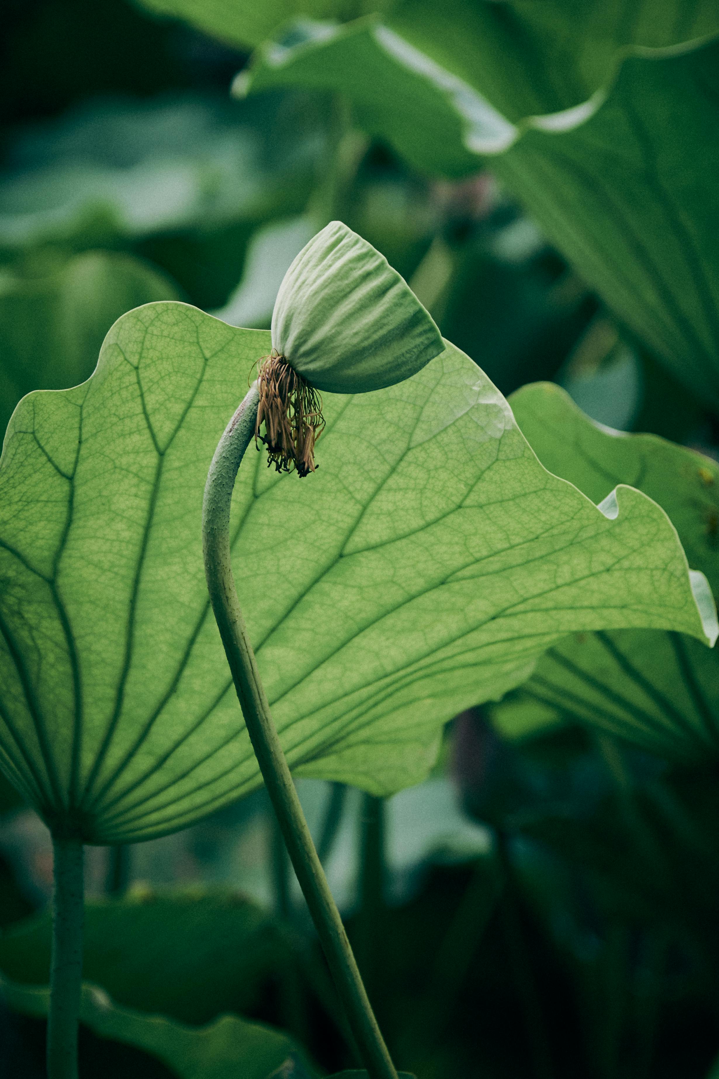 A close up of a lotus leaf with a bug on it · Free Stock Photo