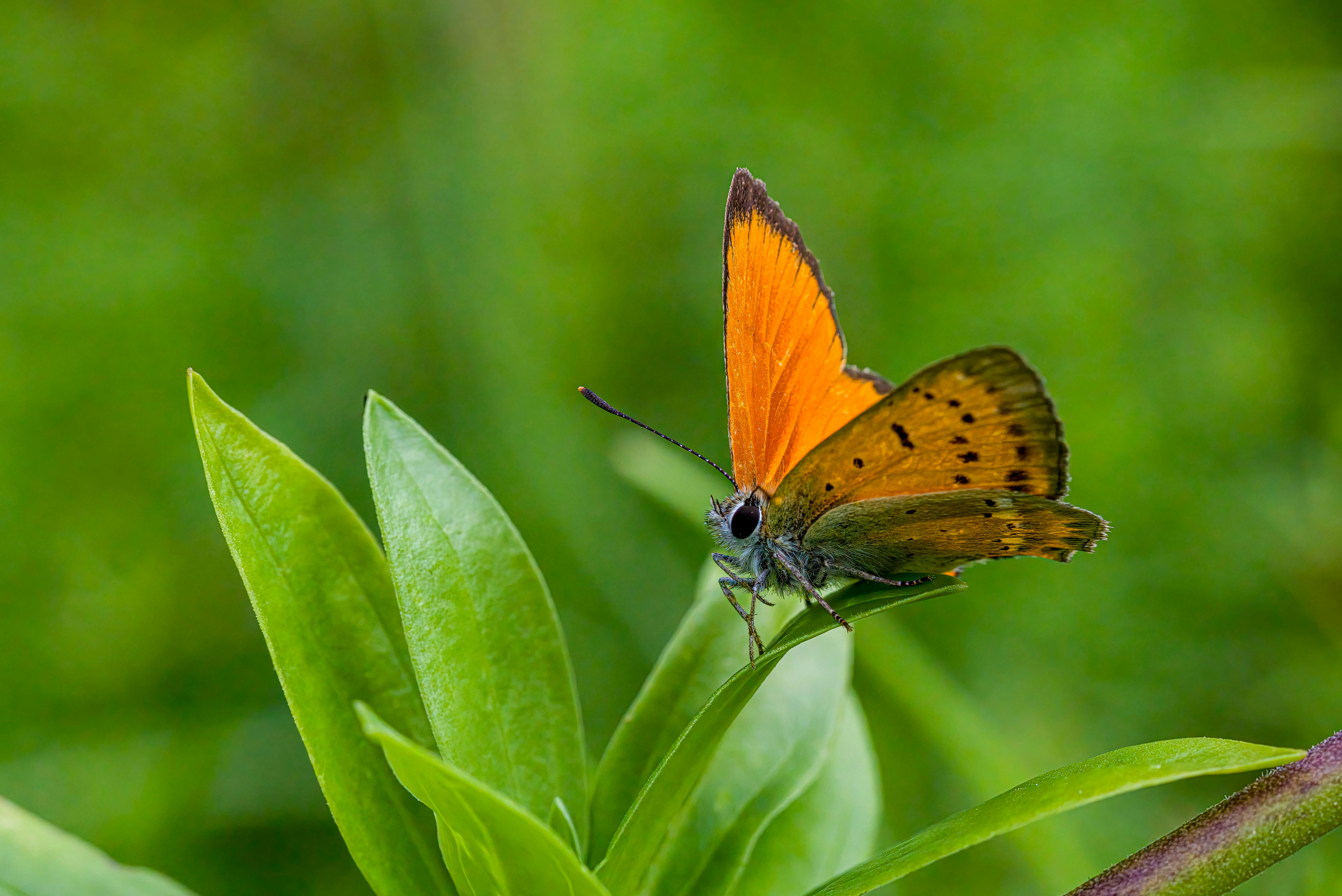 A small orange butterfly sitting on top of a green leaf · Free Stock Photo