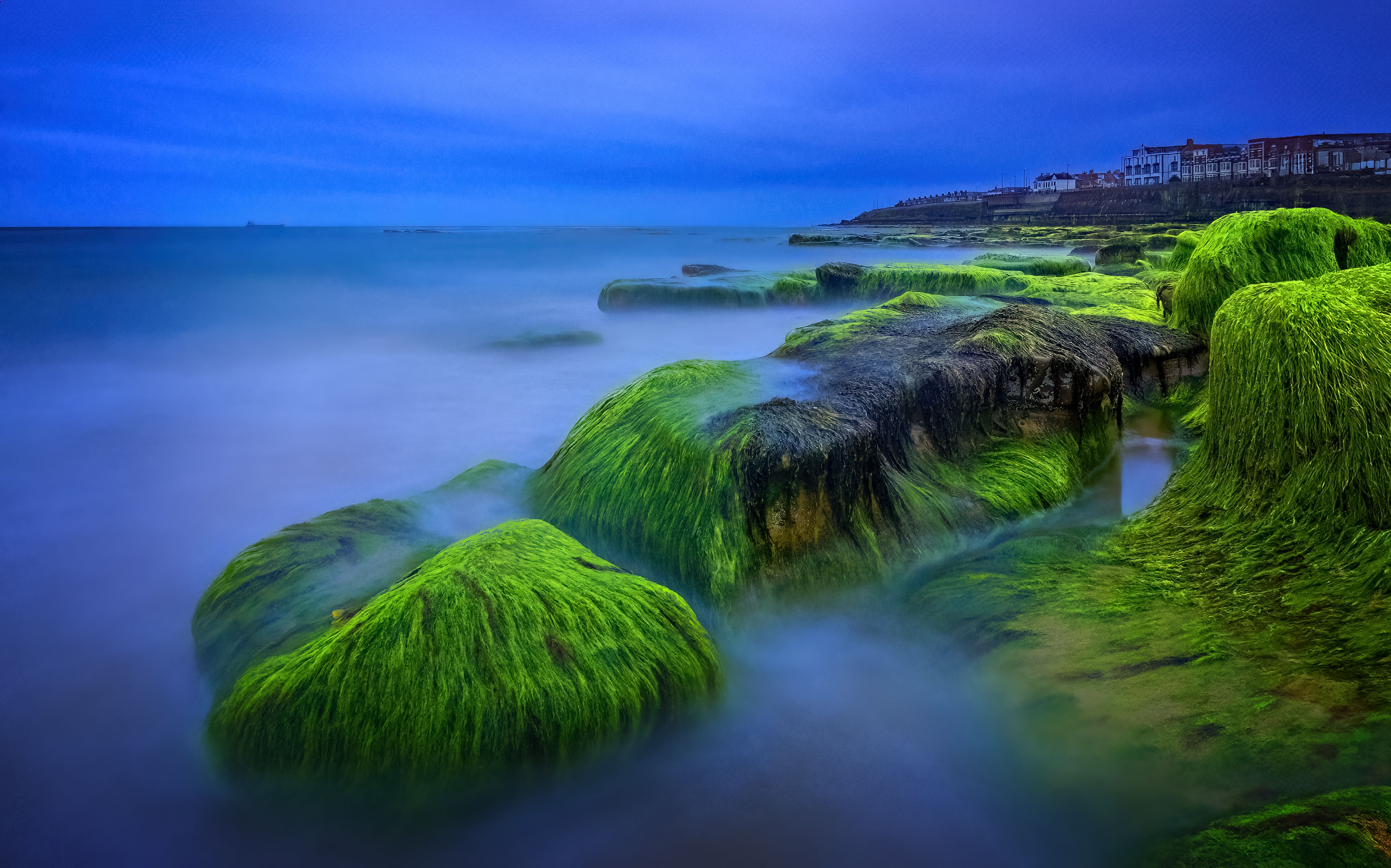 Green algae on rocks at the beach at night · Free Stock Photo