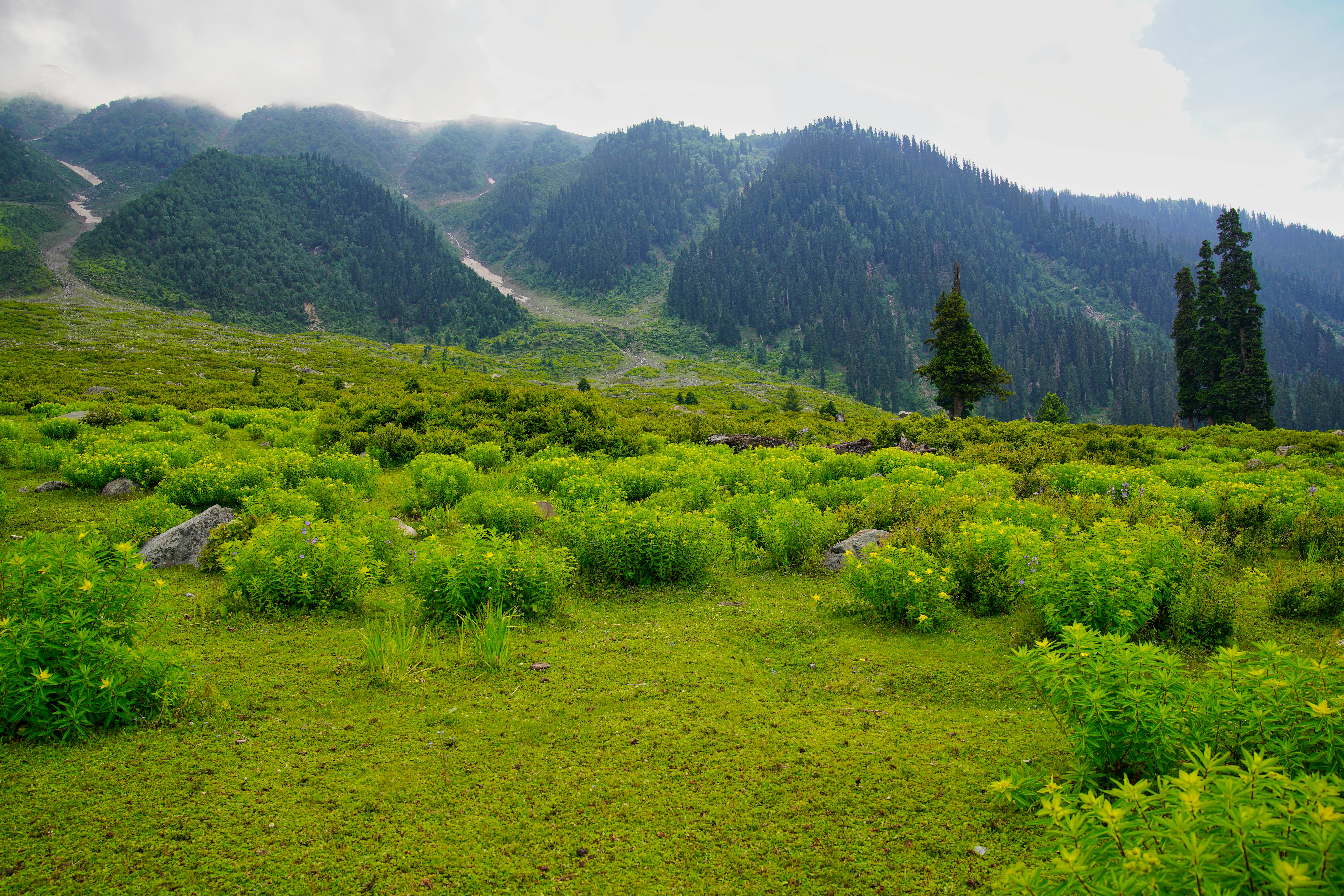 Botapathri - Gulmarg · Free Stock Photo