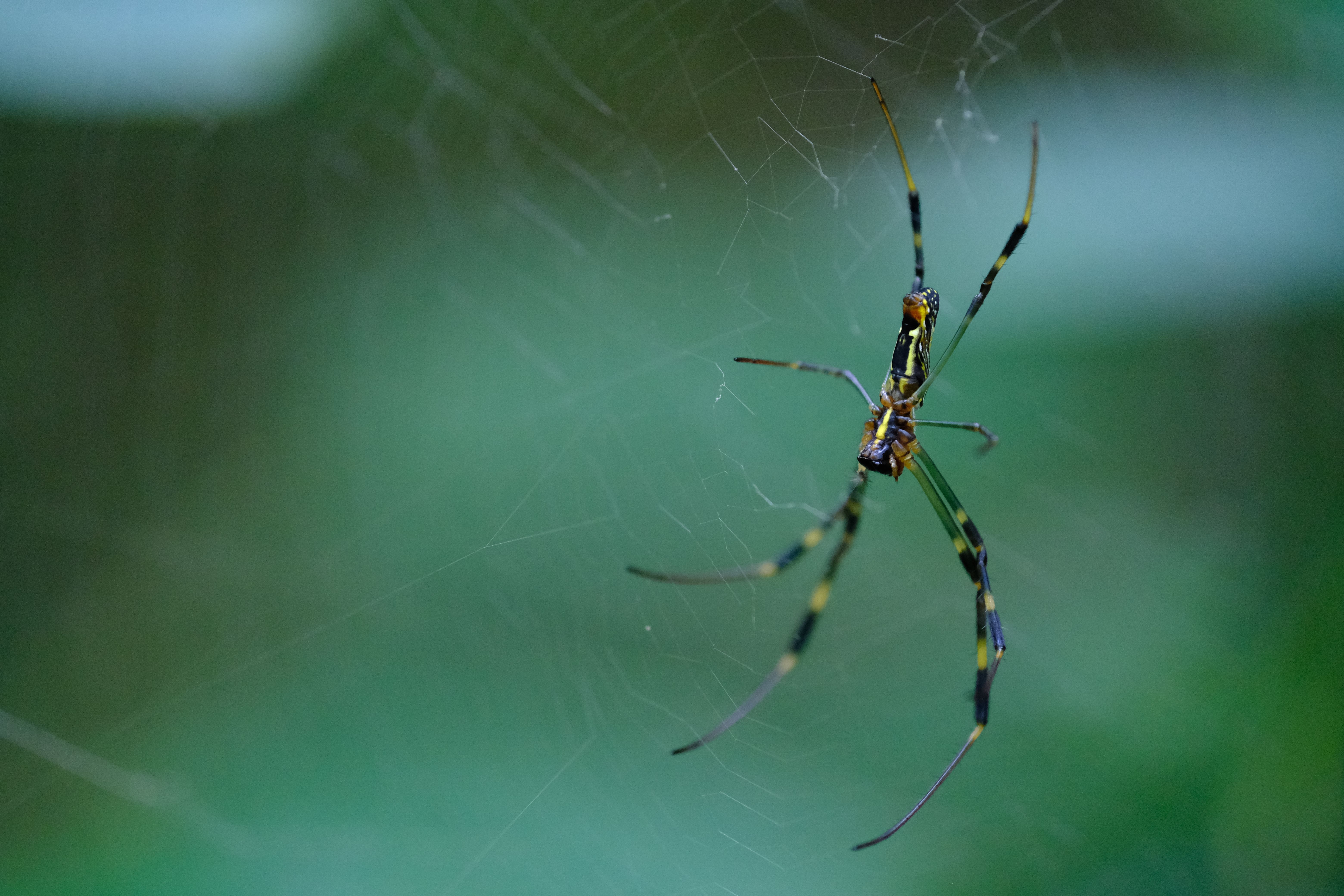 Black Thread On Legs Photos, Download The BEST Free Black Thread On ...