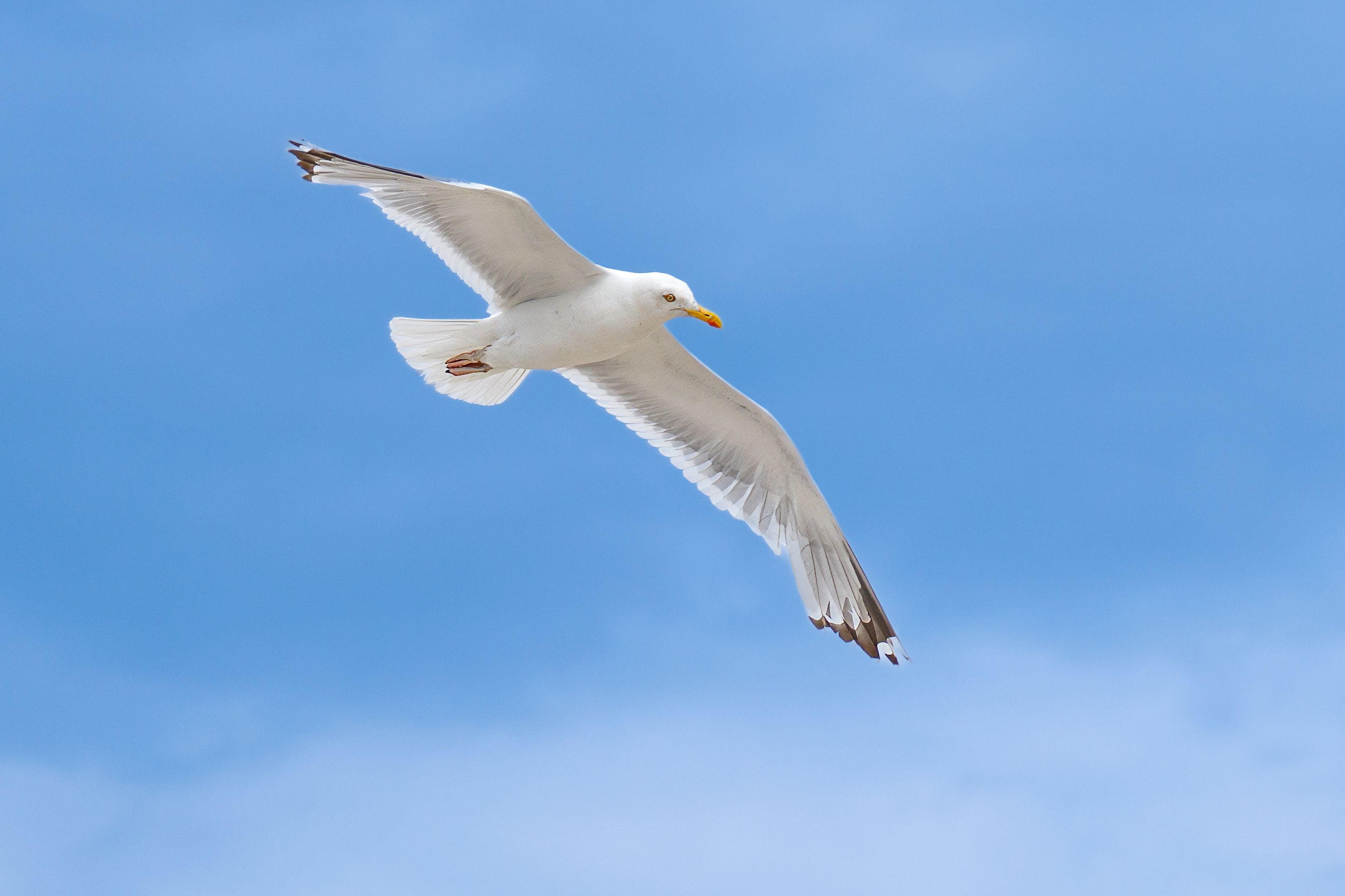 A seagull flying in the sky with a white wing · Free Stock Photo